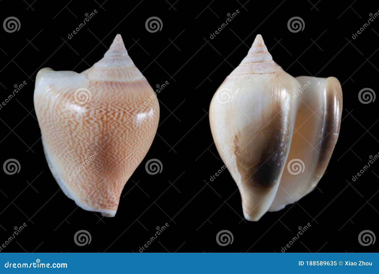 Strombus canarium stock image. Image of ocean, strombus - 188589635