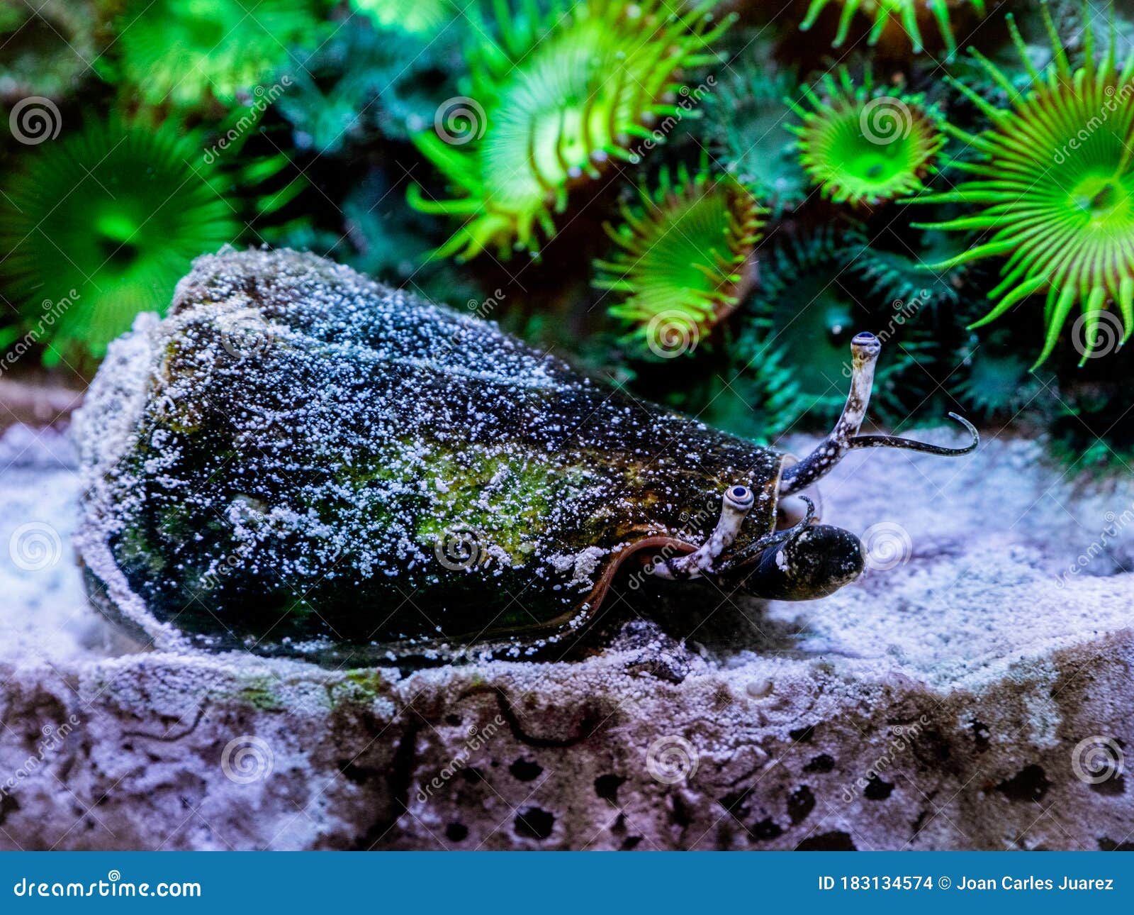 Strombus Luhanus Snail on a Reef Tank Stock Photo - Image of algae ...