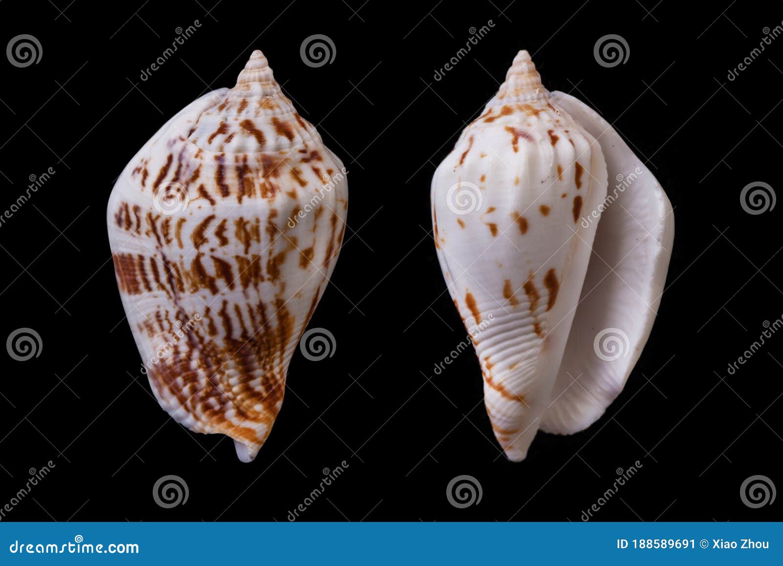 Strombus marginatus stock image. Image of specimen, latino - 188589691