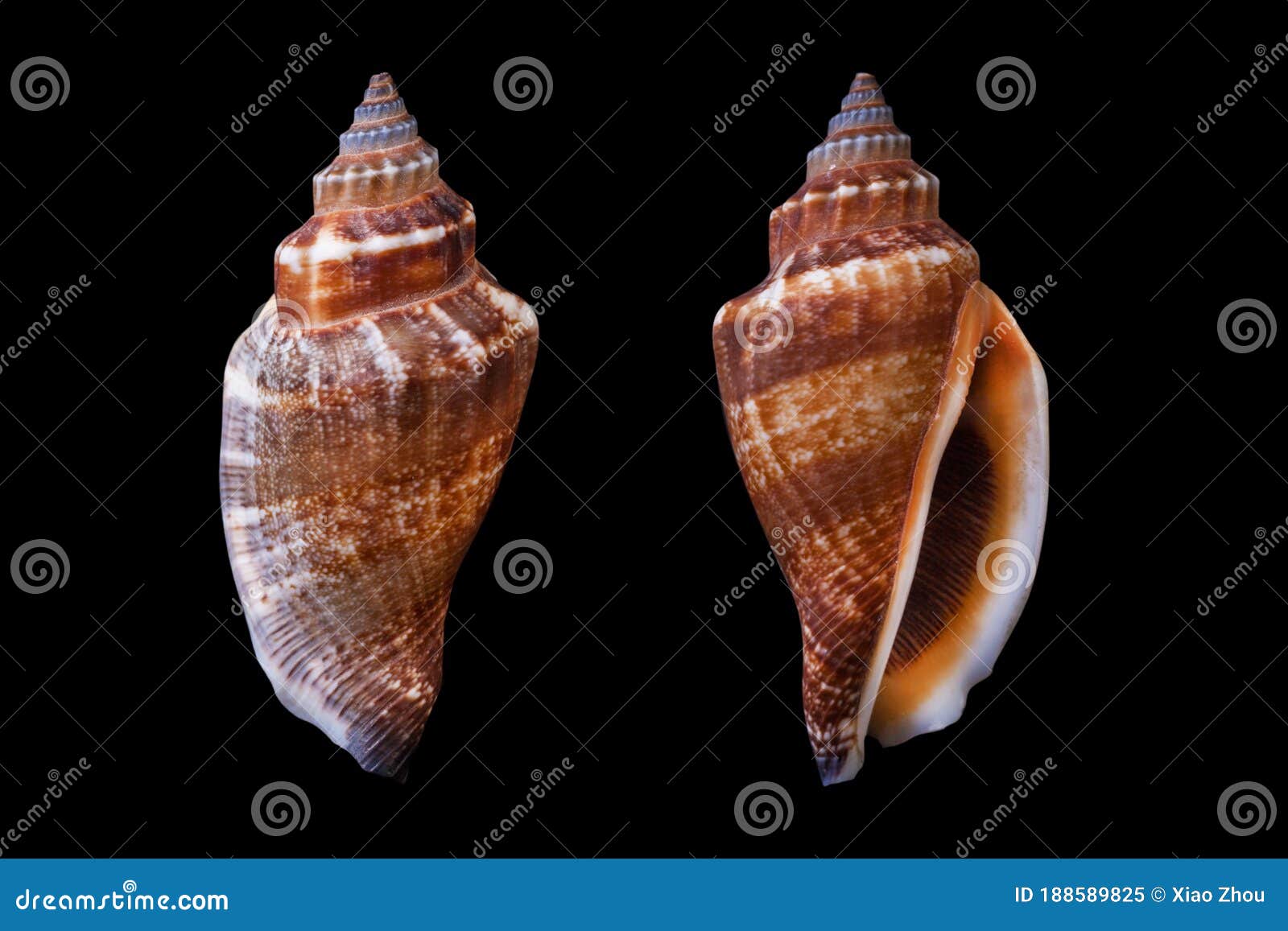 Strombus urceus stock image. Image of ustulat, life - 188589825