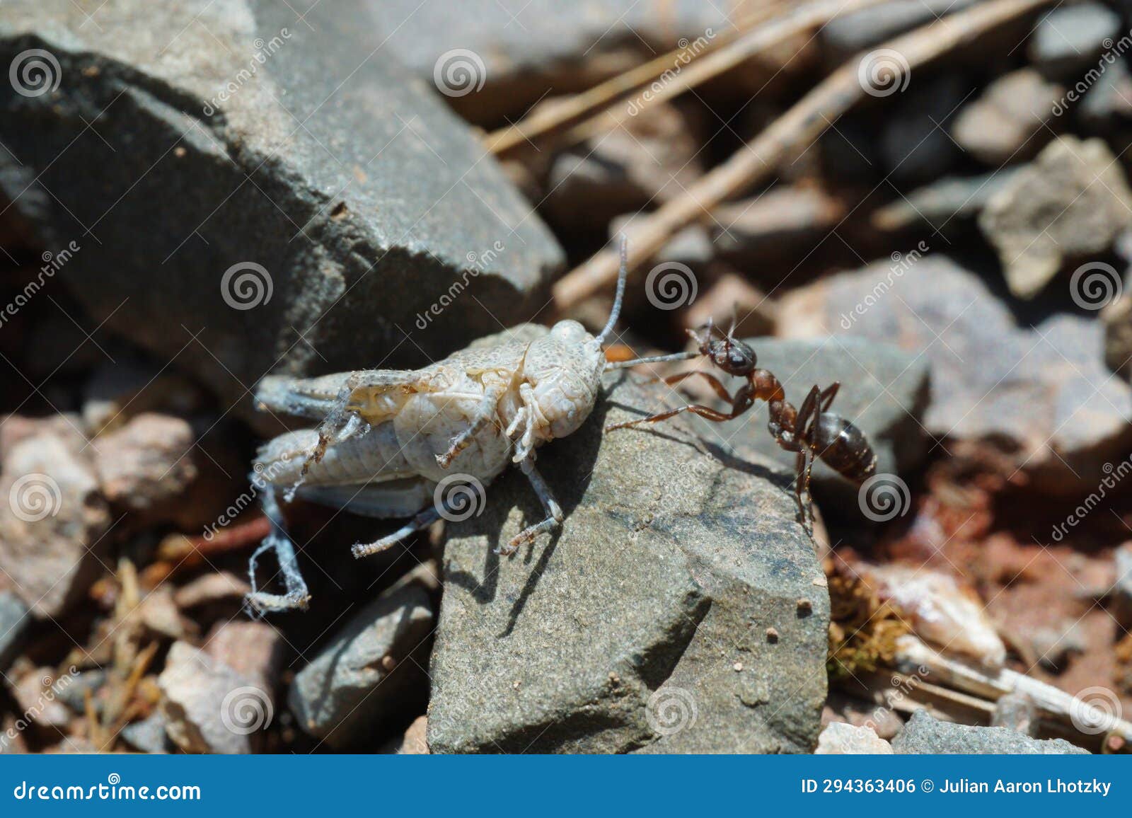 Ant Pulling Stock Photos - Free & Royalty-Free Stock Photos from Dreamstime