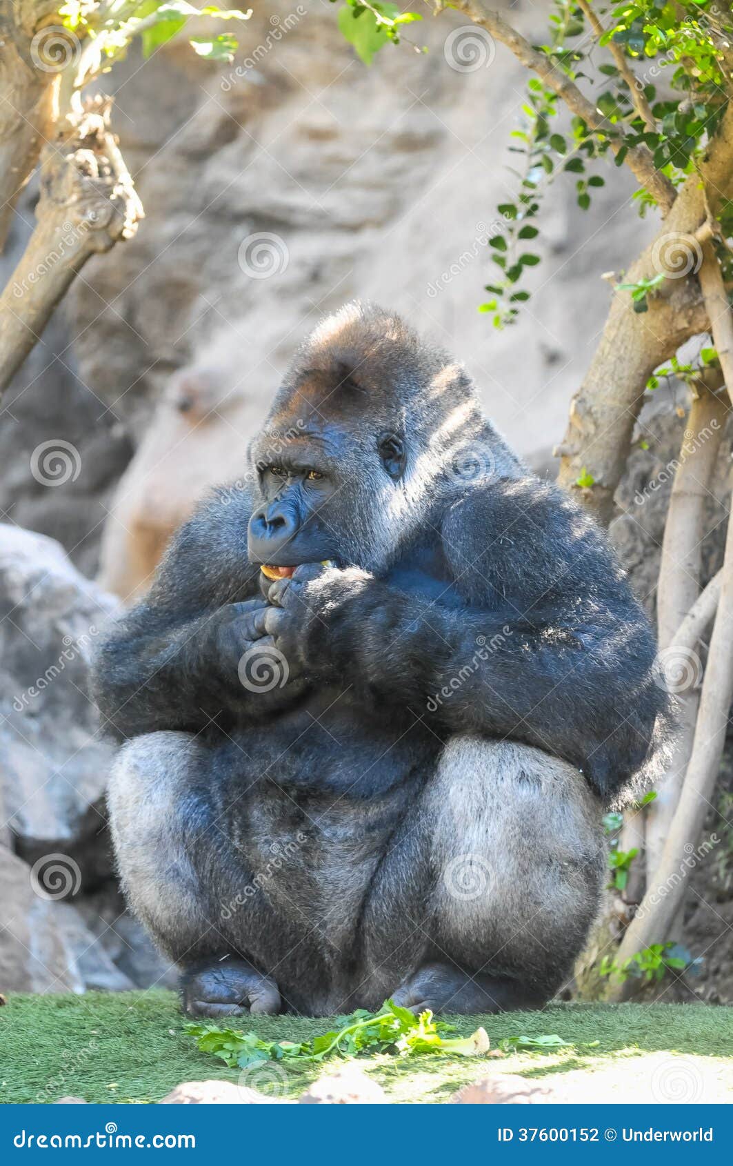 Strong Adult Black Gorilla Stock Photography - Image: 37600152