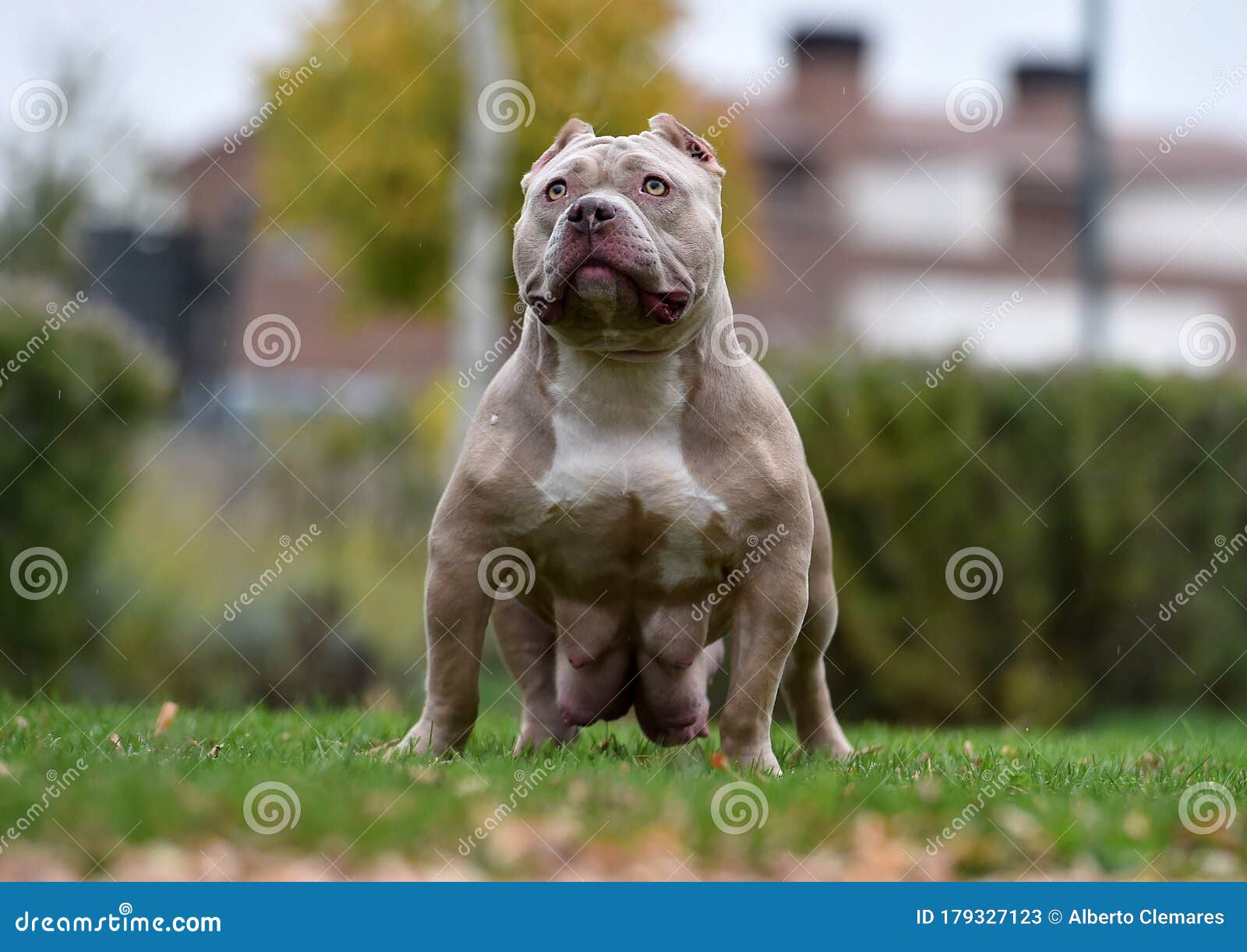 A Strong American Bully Dog Stock Image - Image of animal, purebred ...