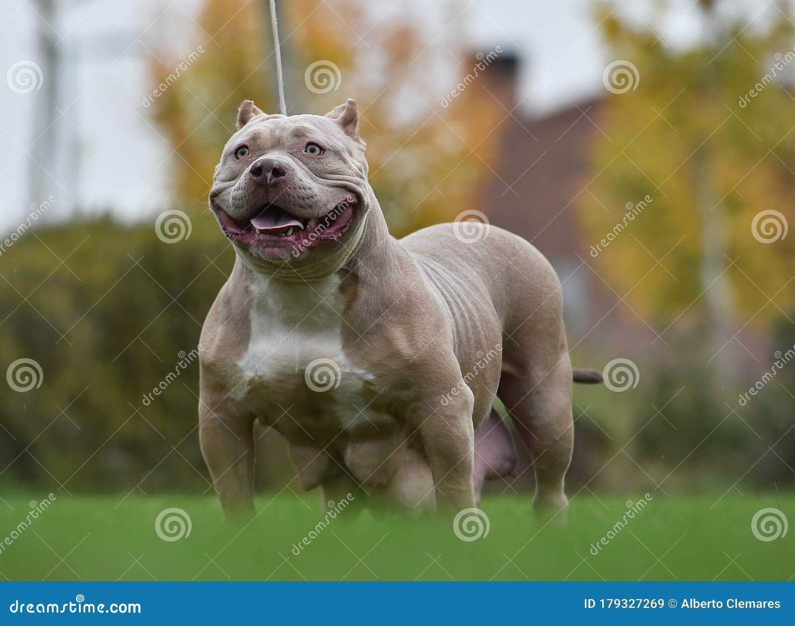 A Strong American Bully Dog Stock Image - Image of brindle, staring ...