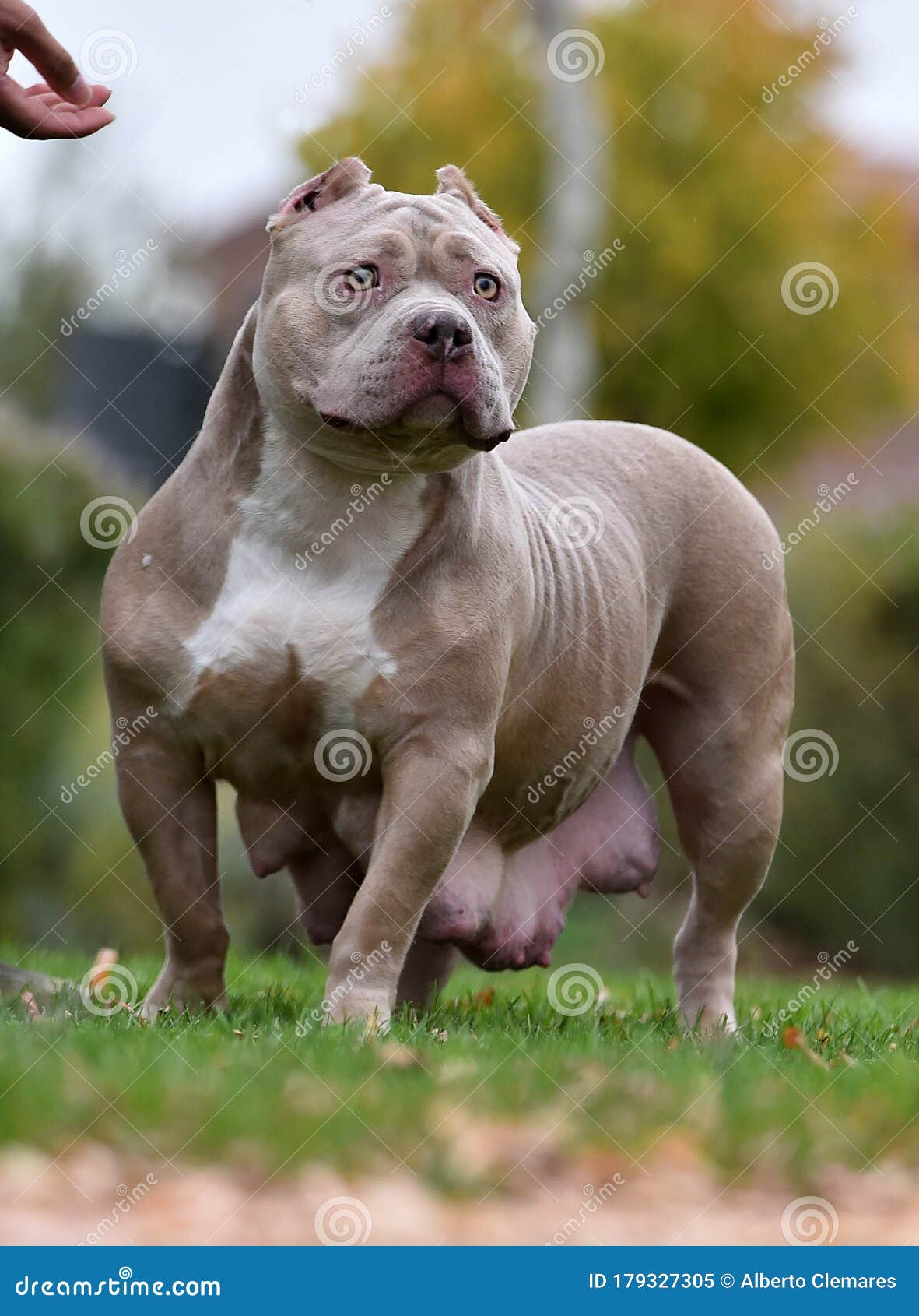 A Strong American Bully Dog Stock Image - Image of pedigree, staring ...