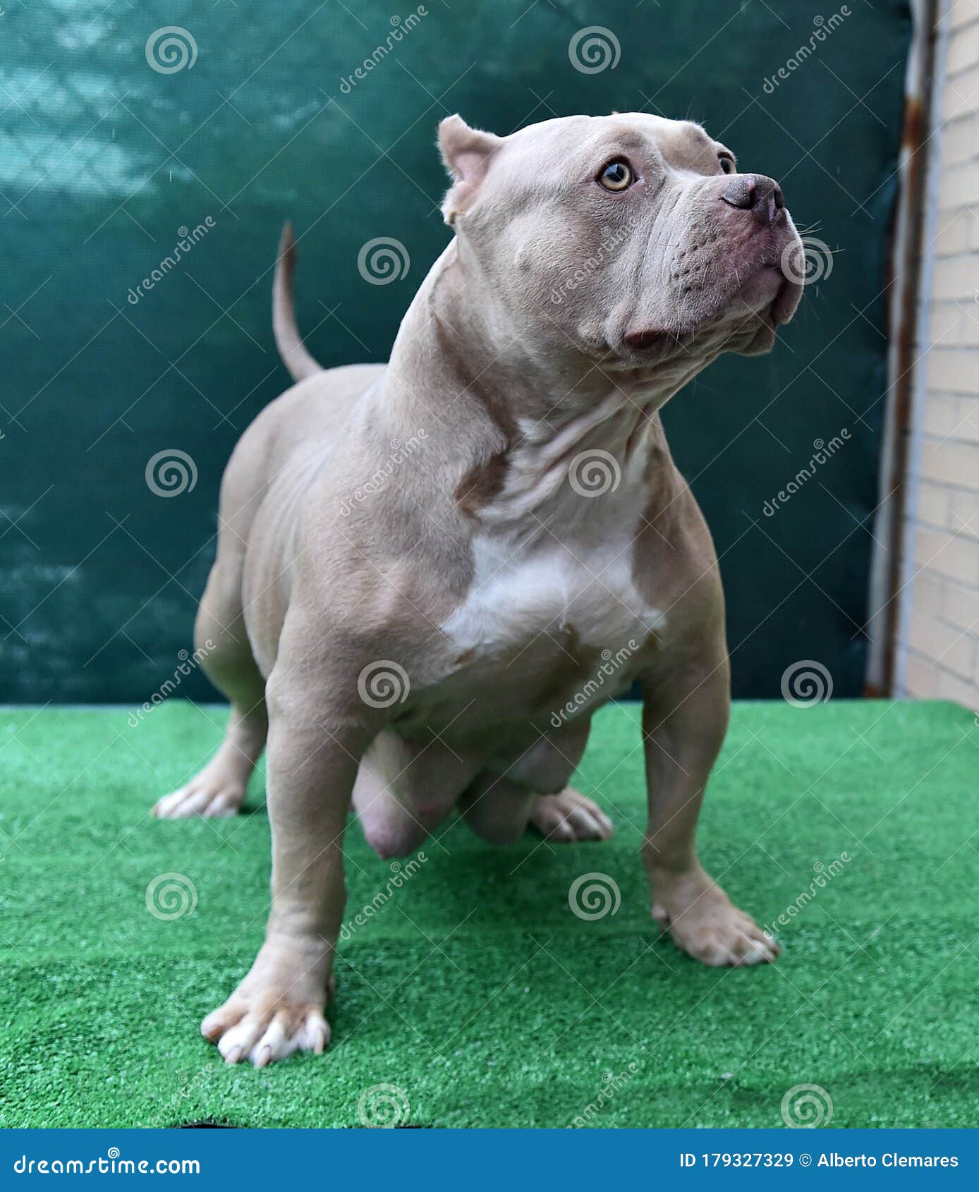 A Strong American Bully Dog Stock Image - Image of breed, facial: 179327329