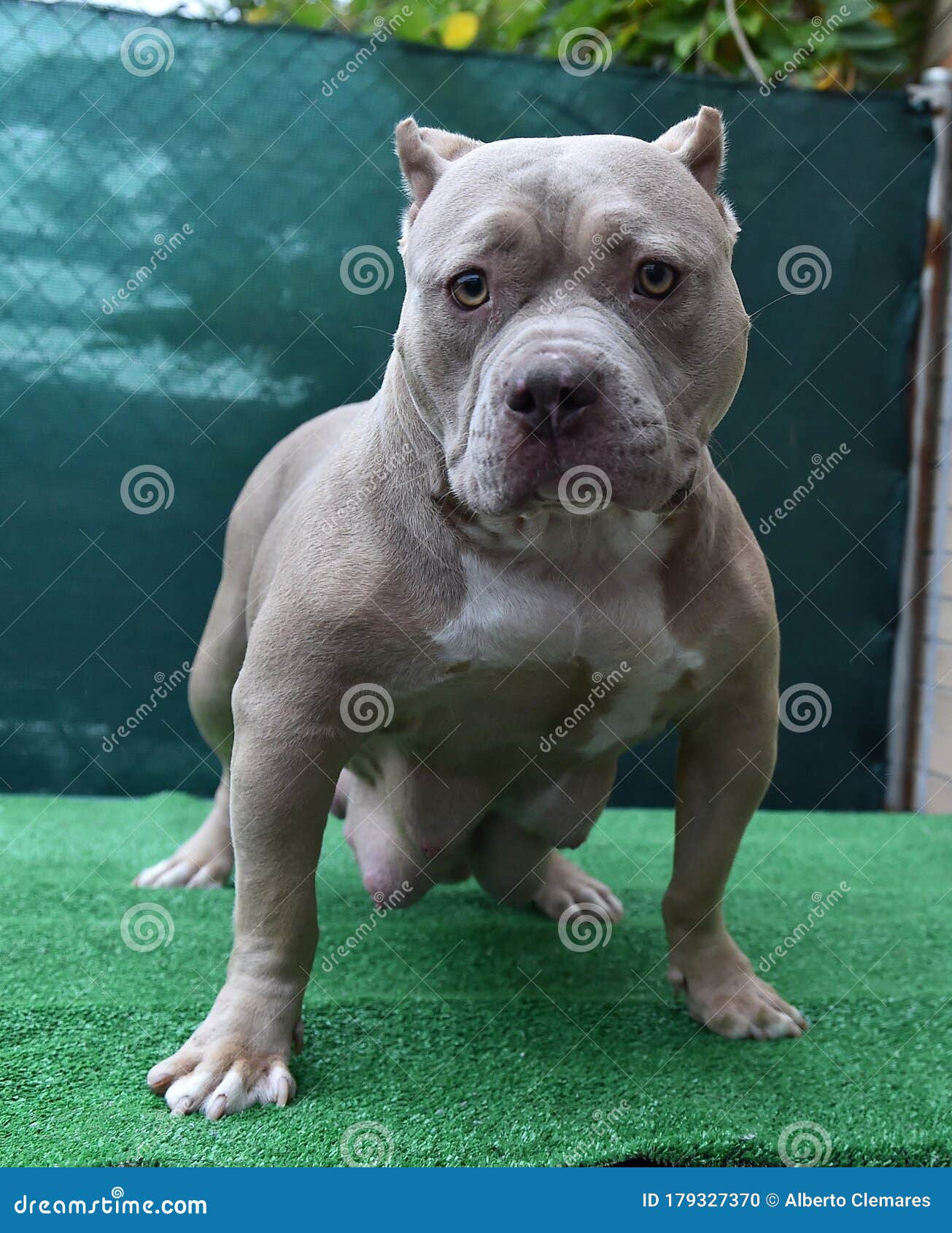 A Strong American Bully Dog Stock Photo - Image of standing, serious ...