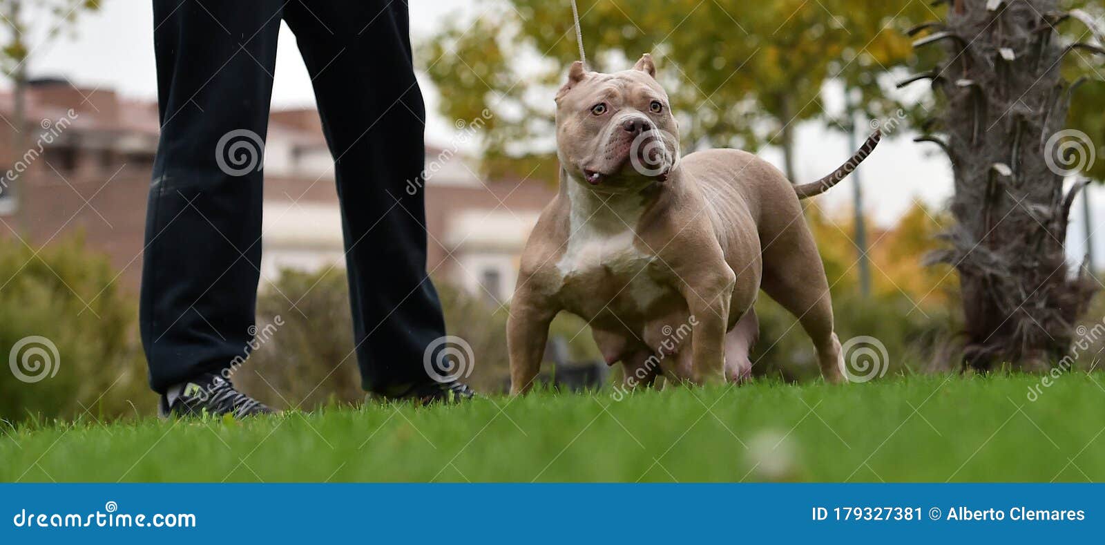 A Strong American Bully Dog Stock Image - Image of breed, backyard ...