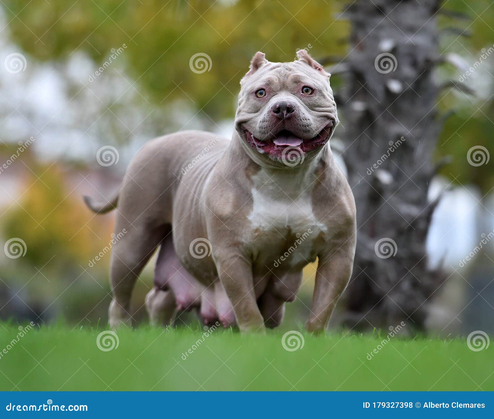 A Strong American Bully Dog Stock Photo - Image of alert, looking ...