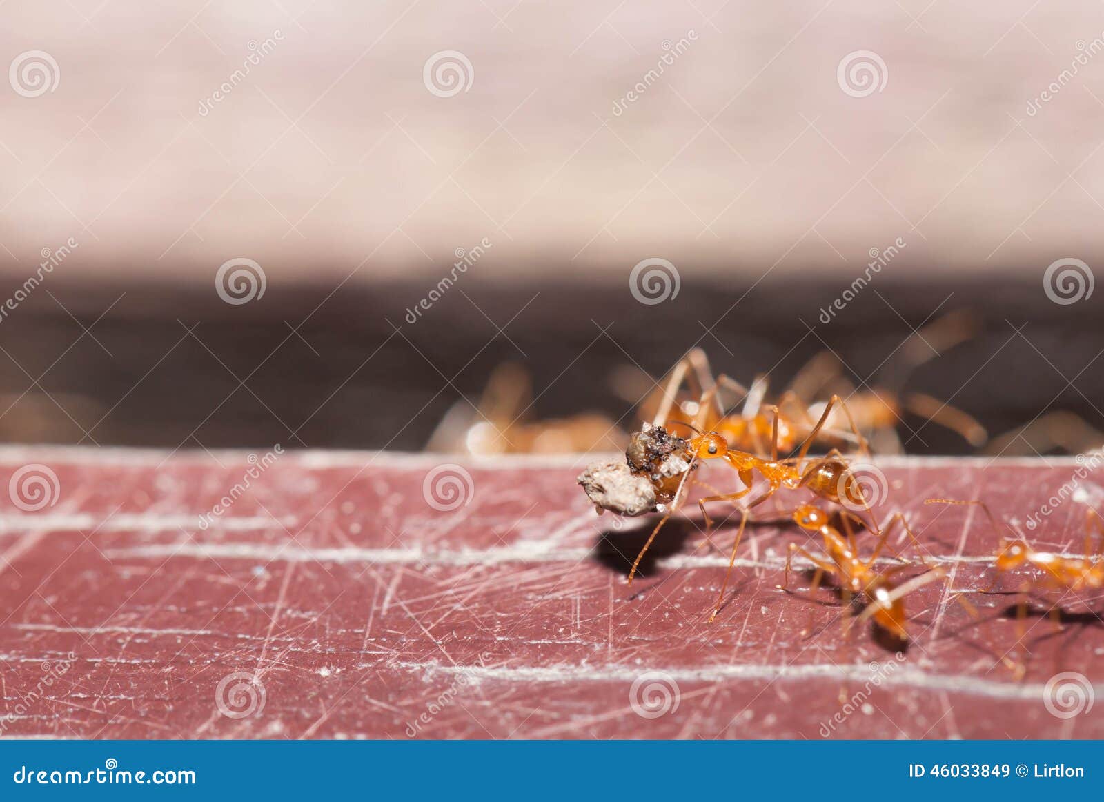 Strong Ant Carry Food Stock Photo - Image: 46033849