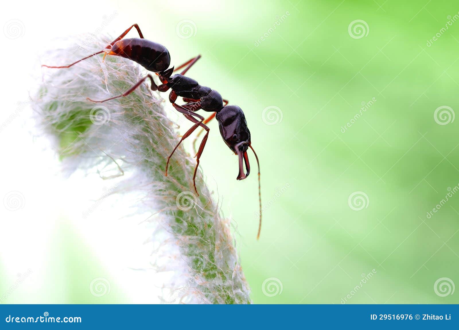 A Strong Ant on the Green Plant Stock Photo - Image of plant, macro ...