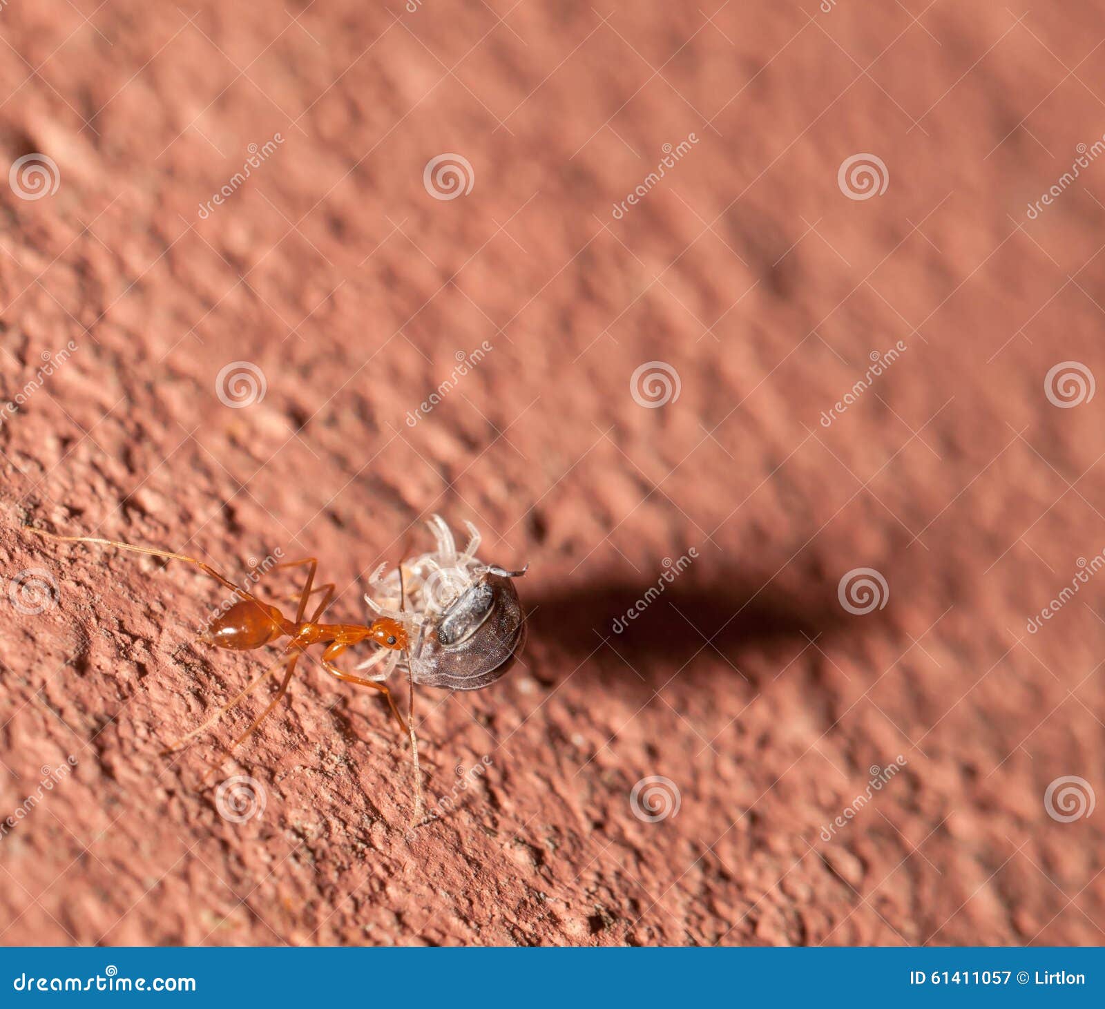 Strong Ant Move Bigger Insect Stock Image - Image of life, animal: 61411057