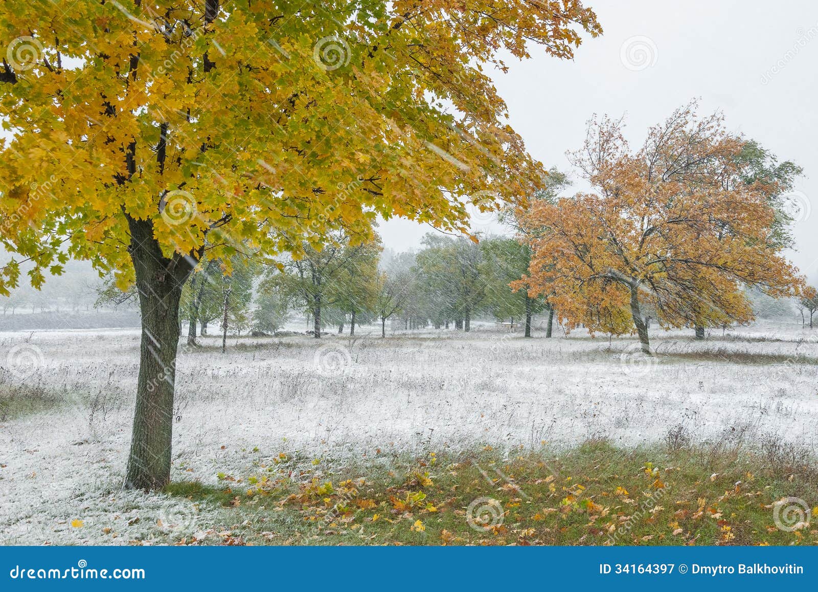 Strong autumn snowfall stock image. Image of bright, nature - 34164397
