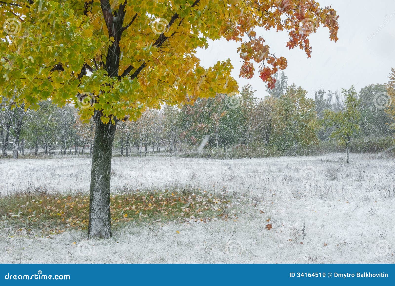 Strong autumn snowfall stock image. Image of panorama - 34164519