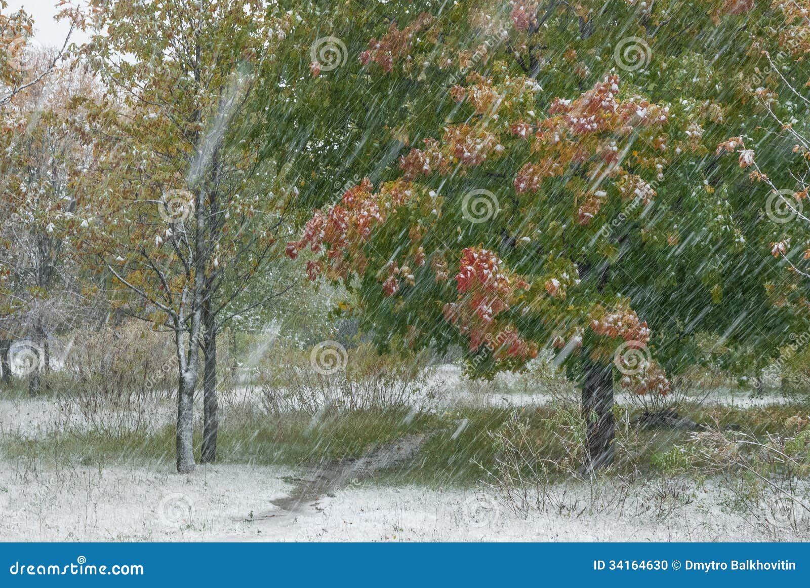 Strong autumn snowfall stock photo. Image of abstract - 34164630