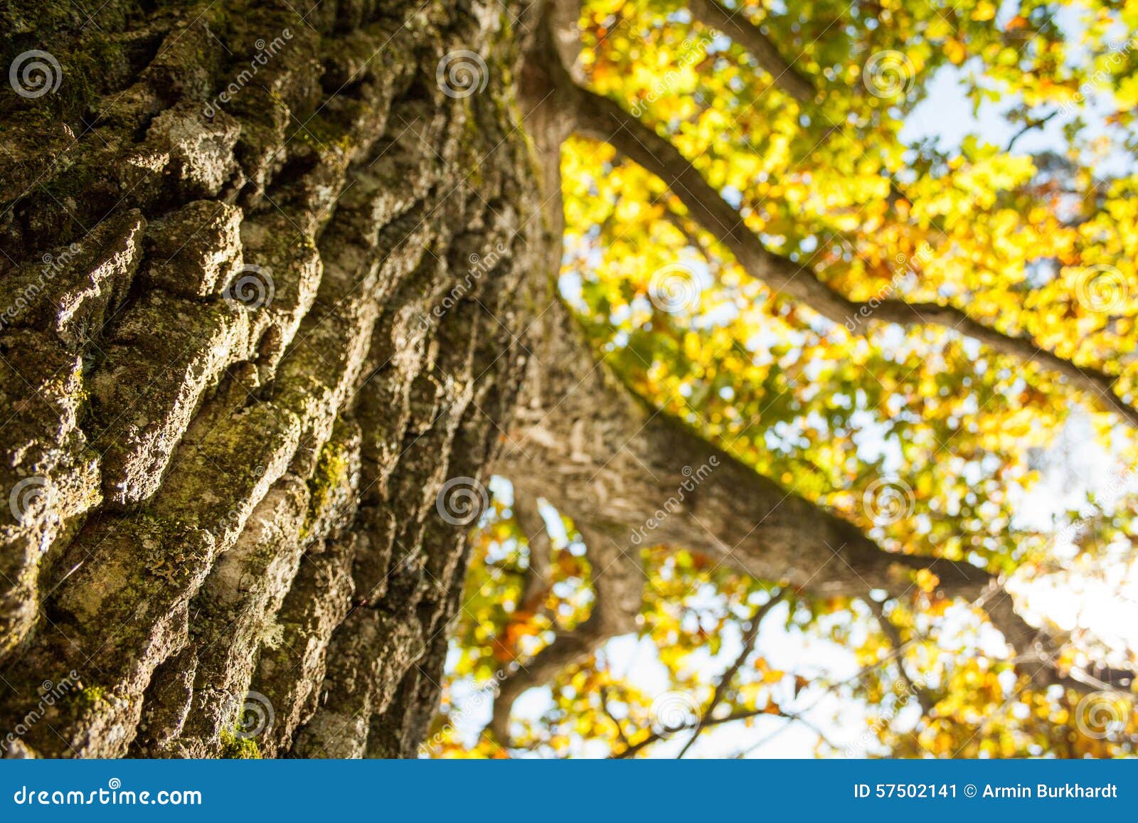 Strong bark stock image. Image of natural, branch, growing - 57502141