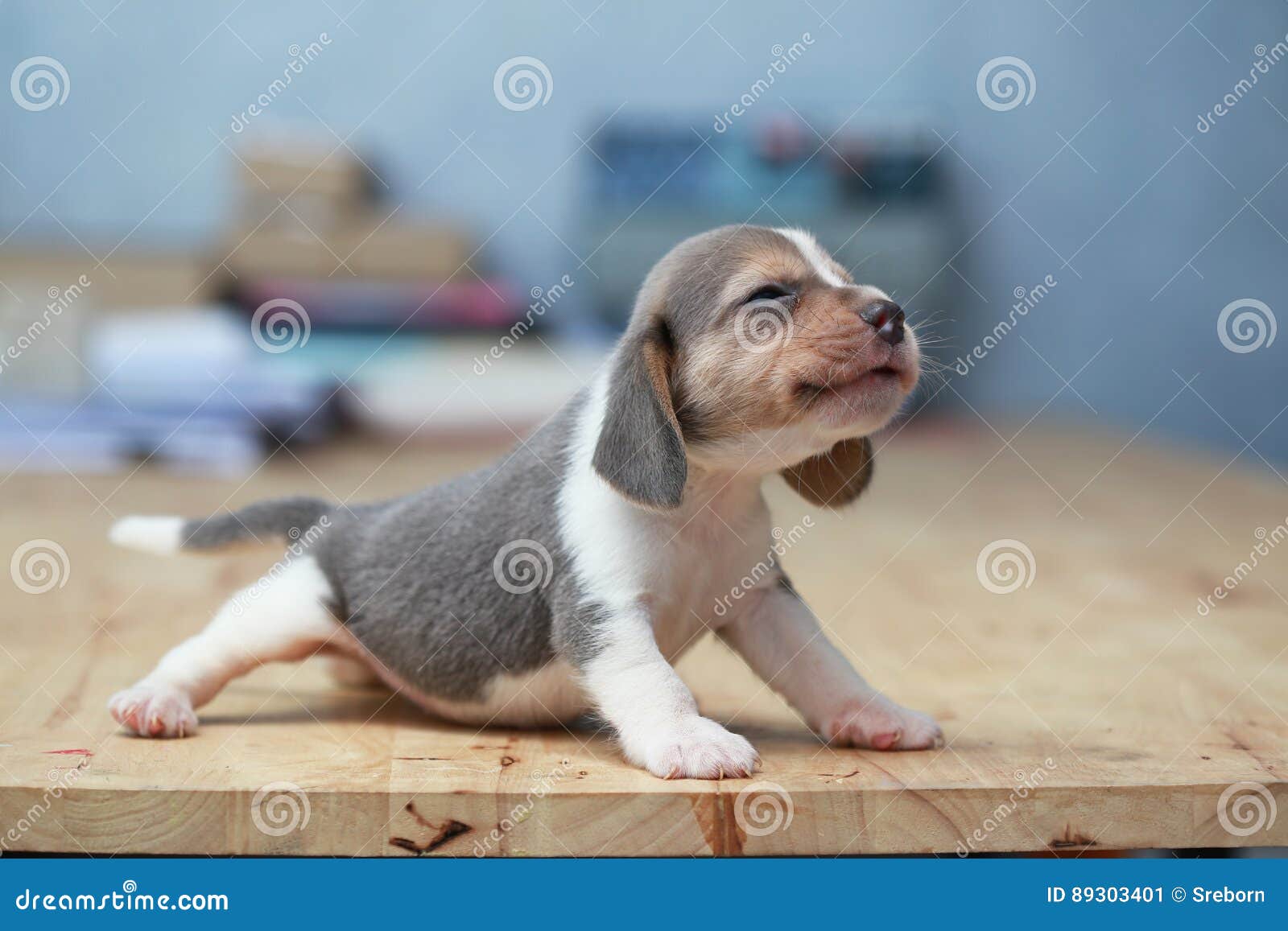 Strong Beagle Puppy in Action Stock Image - Image of shot, view: 89303401