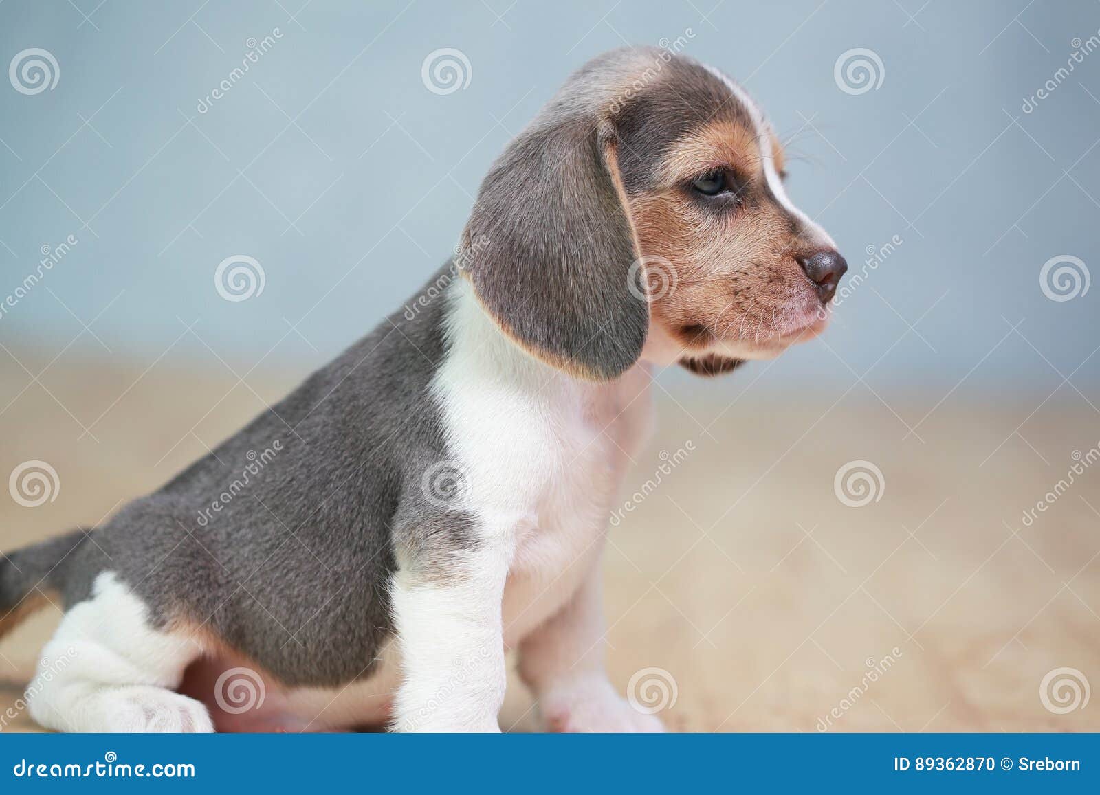 Strong Beagle Puppy in Action Stock Photo - Image of domestic, side ...