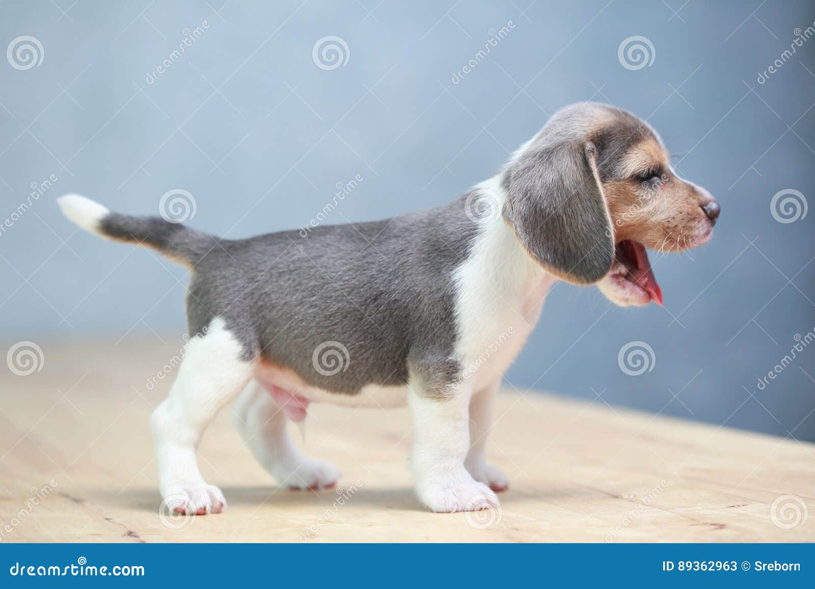 Strong Beagle Puppy in Action Stock Image - Image of pedigreed, canine ...