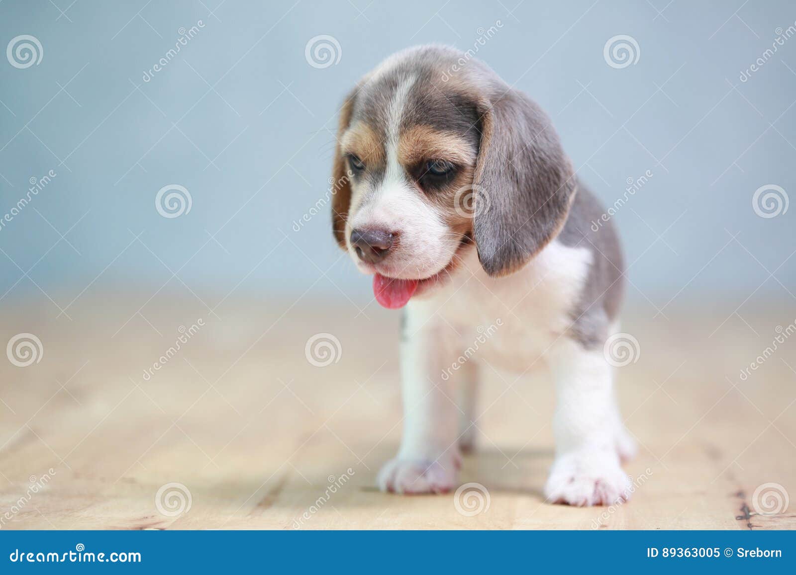 Strong Beagle Puppy in Action Stock Image - Image of puppy, domestic ...