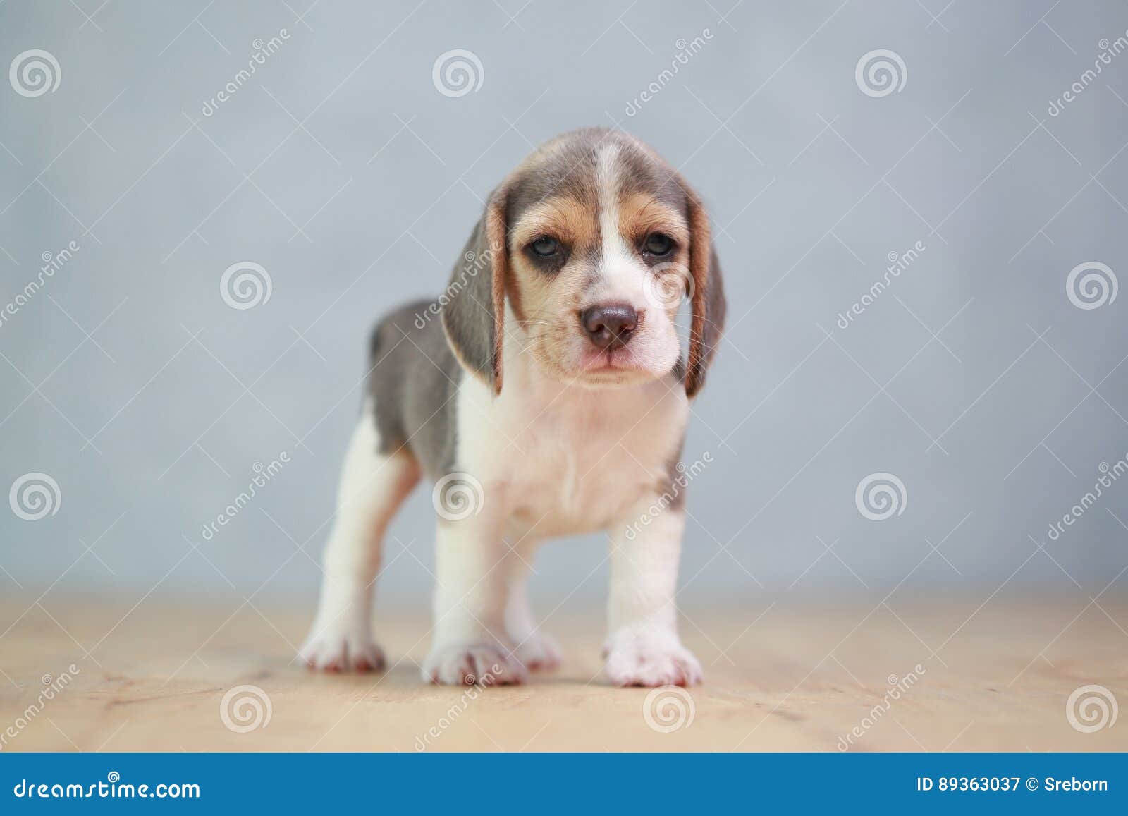 Strong Beagle Puppy in Action Stock Image - Image of asleep, shot: 89363037