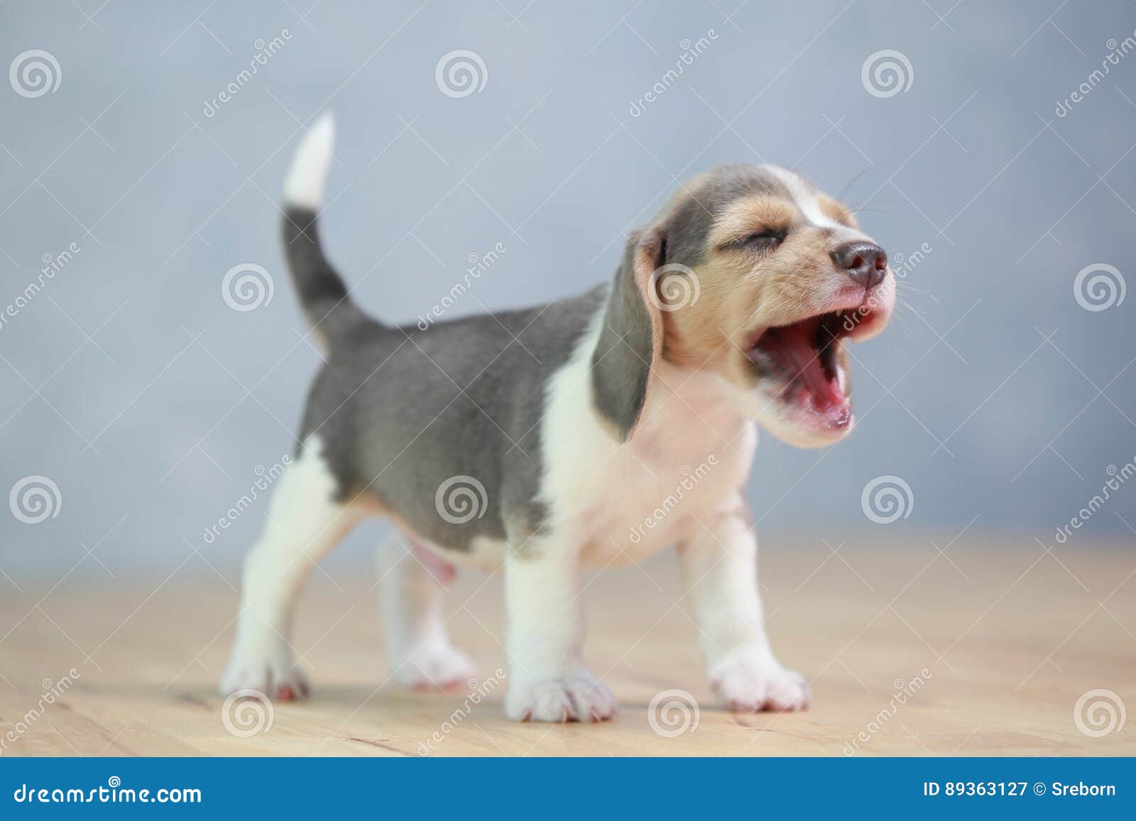 Strong Beagle Puppy in Action Stock Image - Image of eyes, white: 89363127