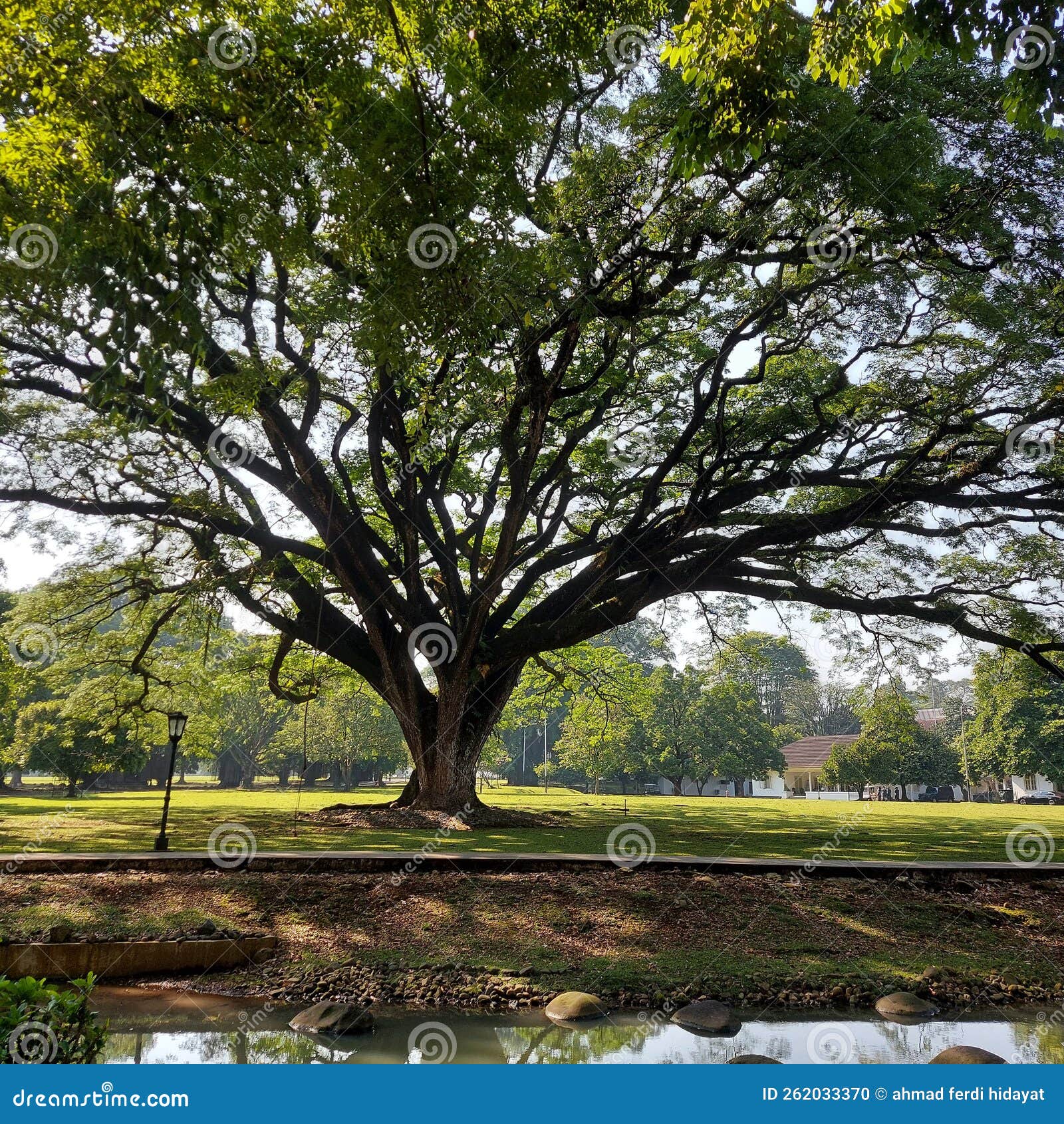 A Strong and Beautiful Hundreds Age of Tree Stock Photo - Image of ...