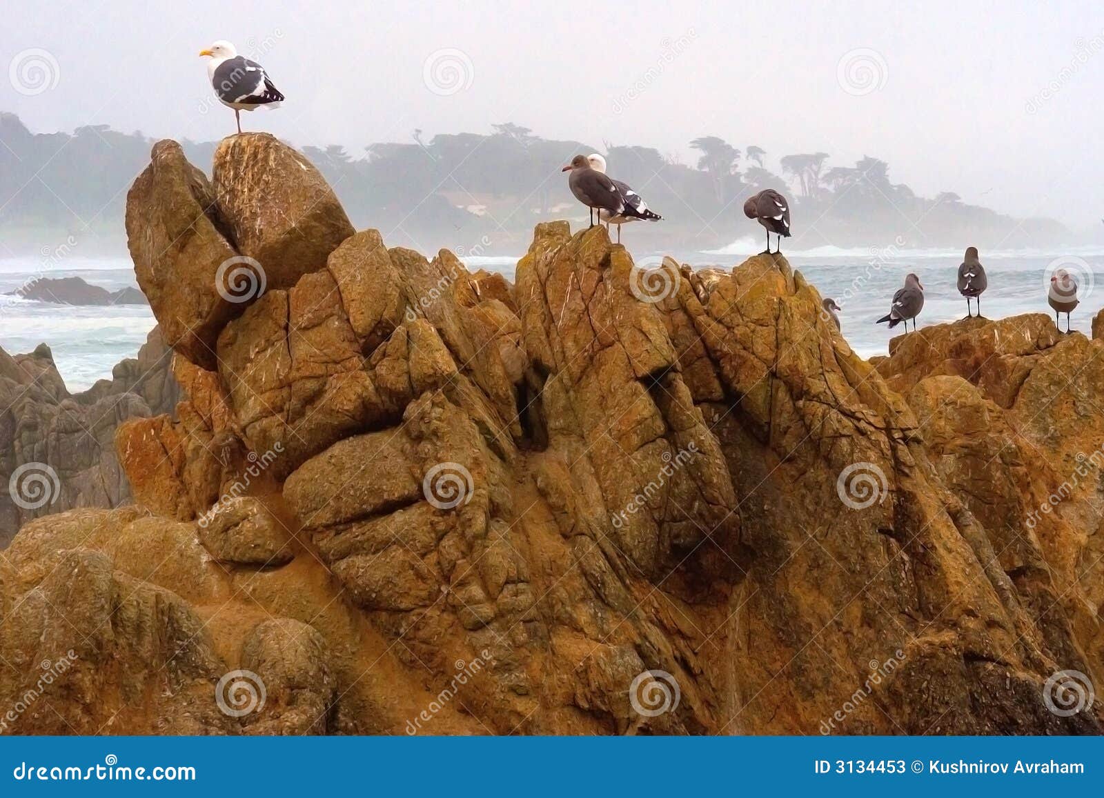 Strong birds stock image. Image of high, sand, power, love - 3134453