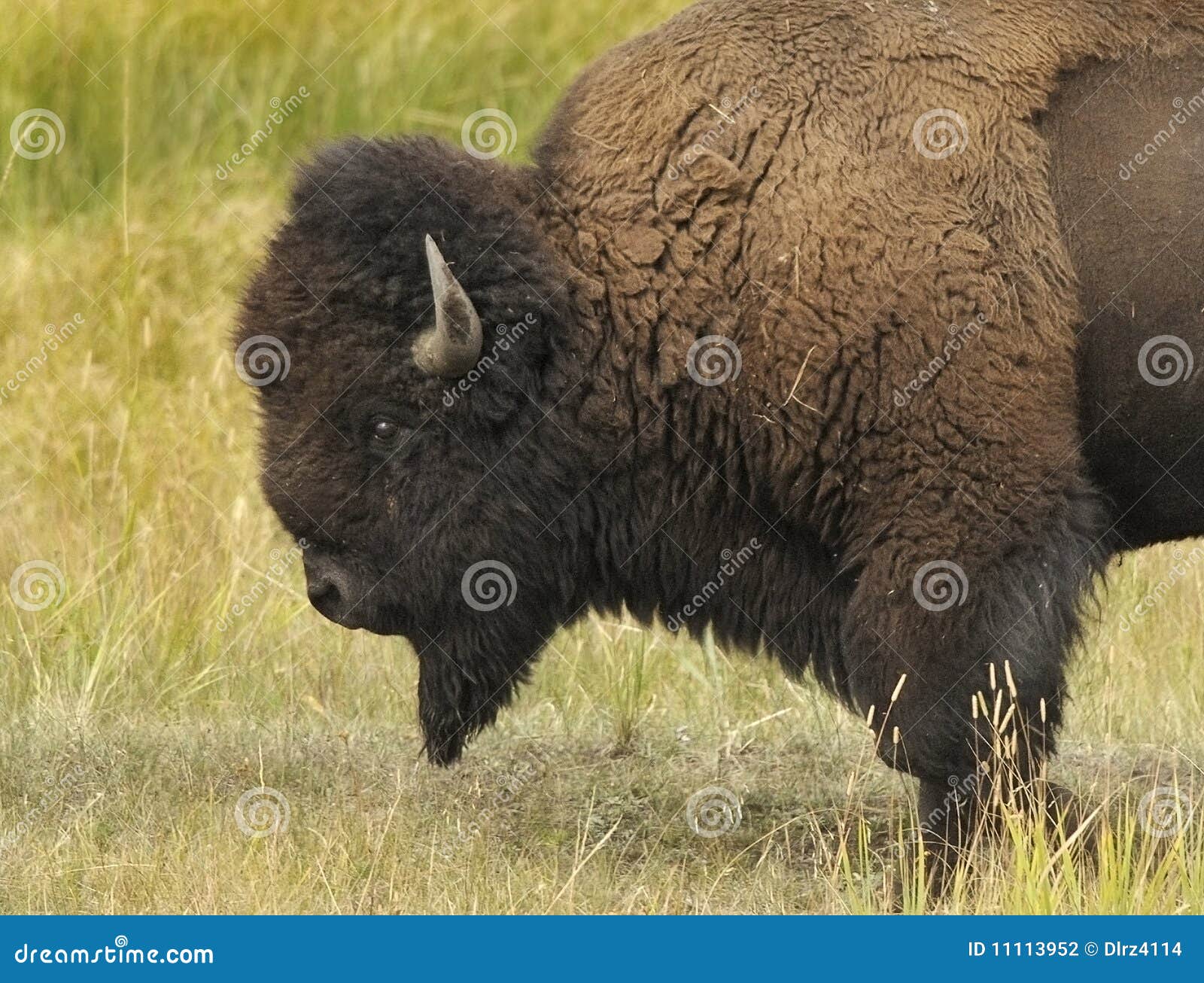 Strong Bison stock photo. Image of heavy, buffalo, bull - 11113952