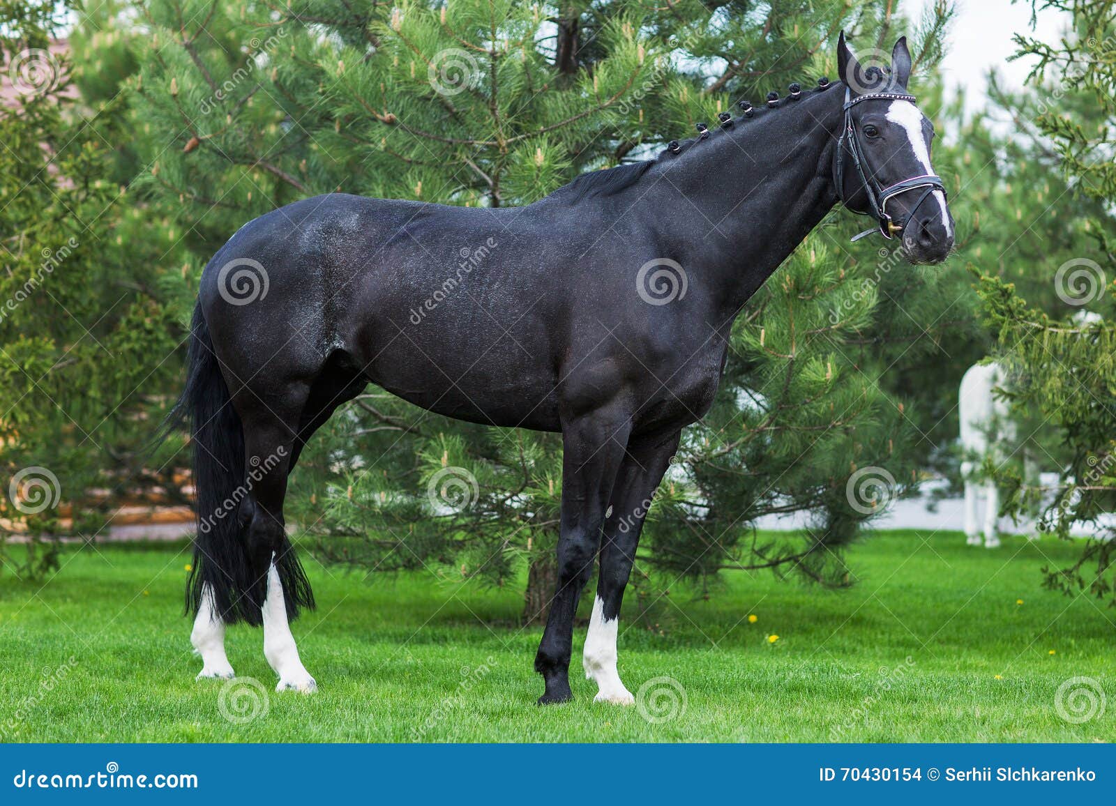 Strong Black Stallion Standing Alone Against Greenery in the Summer ...