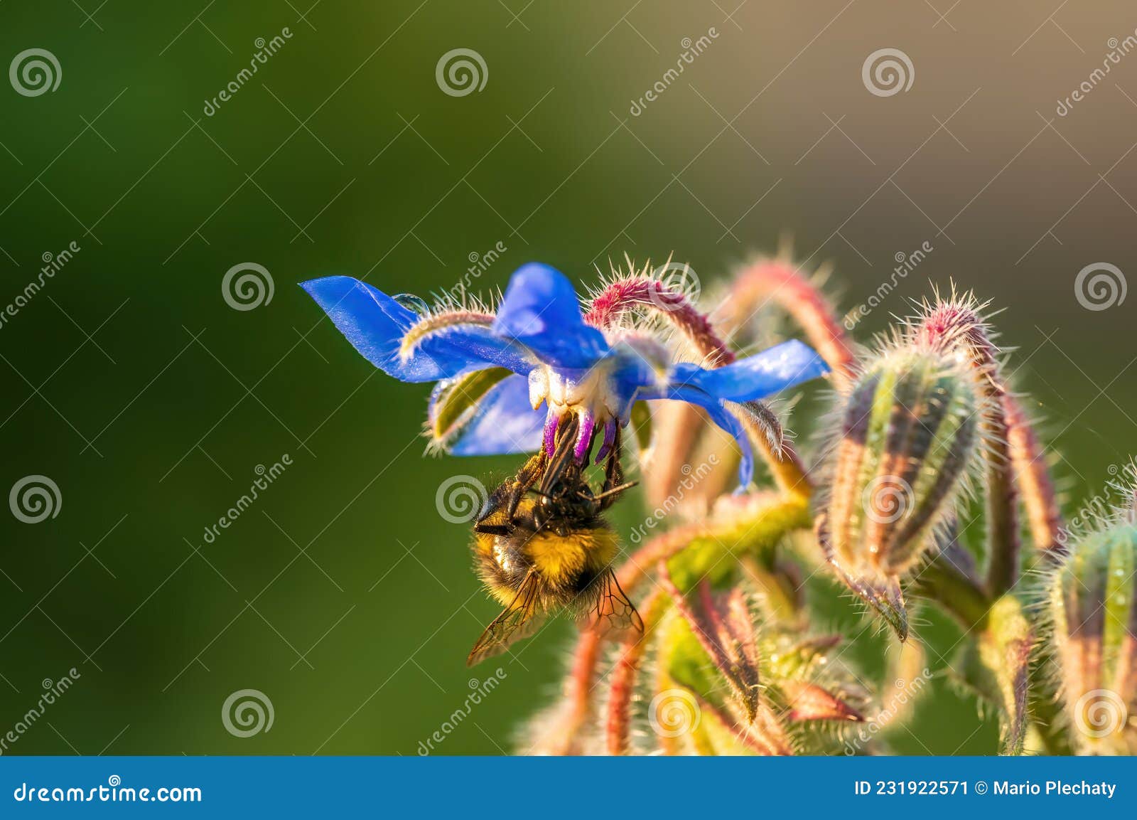 Strong Blue Borage Bloom in the Morning Light Stock Image - Image of ...