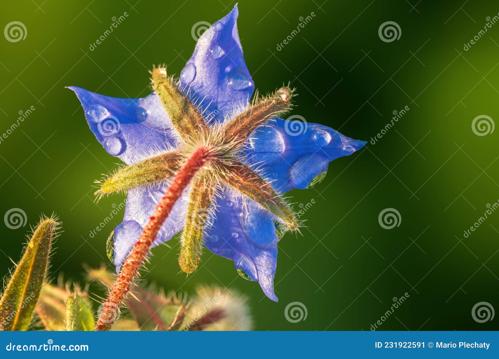 Strong Blue Borage Bloom in the Morning Light Stock Image - Image of ...