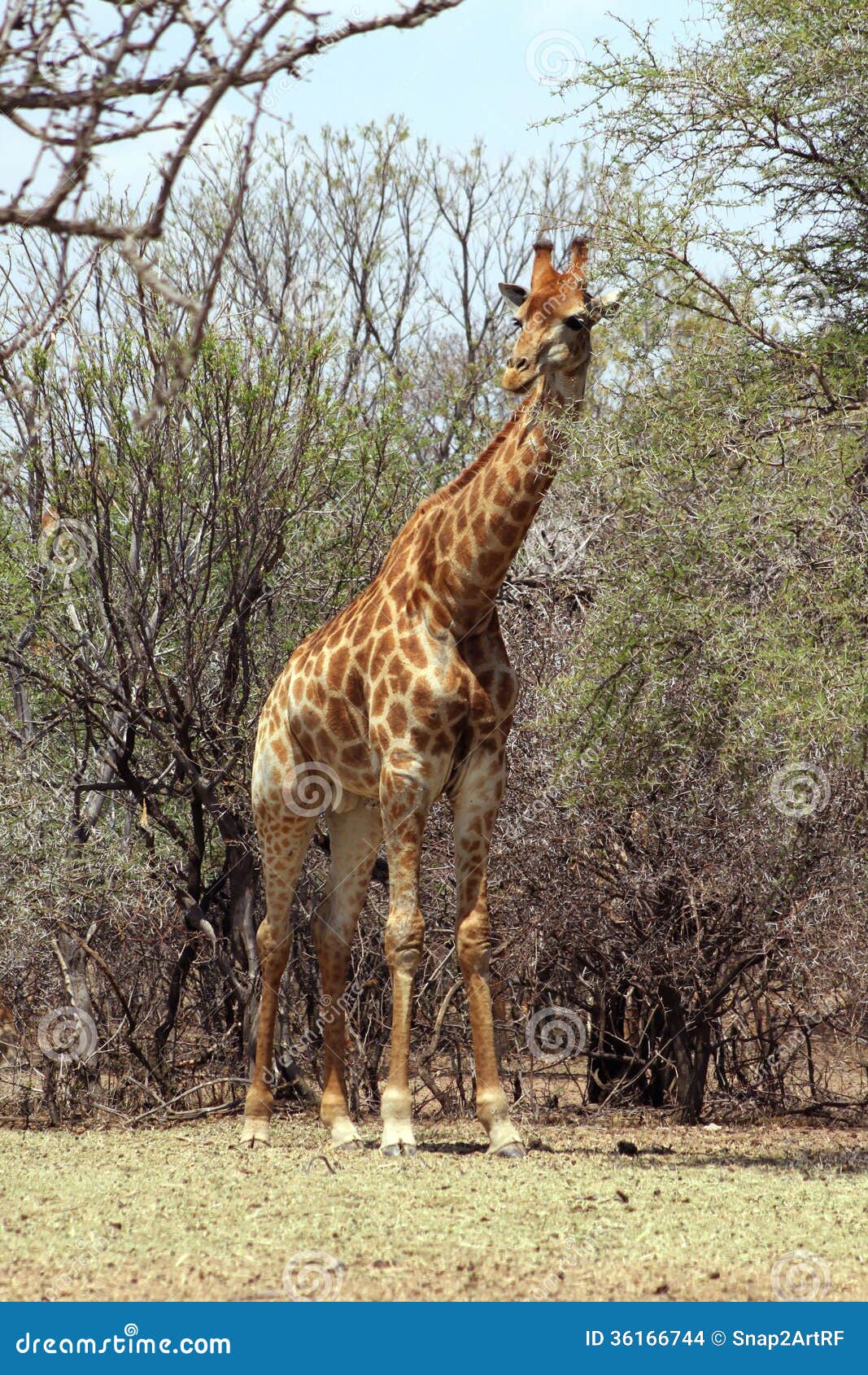 Strong Bodied Giraffe Standing Next To Trees Stock Photo - Image of ...