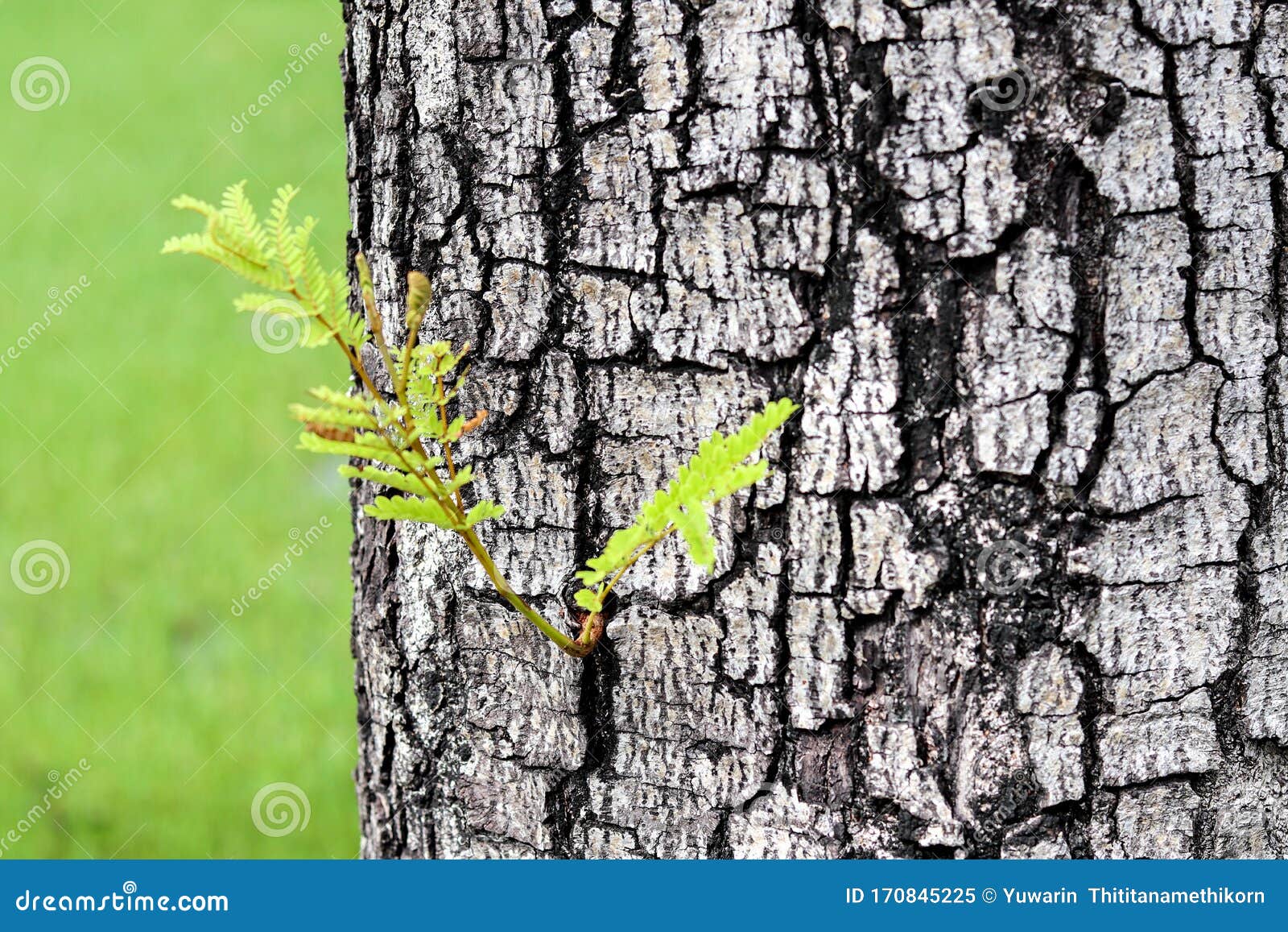 A Strong Branches Growing in the Trunk Stock Image - Image of ...