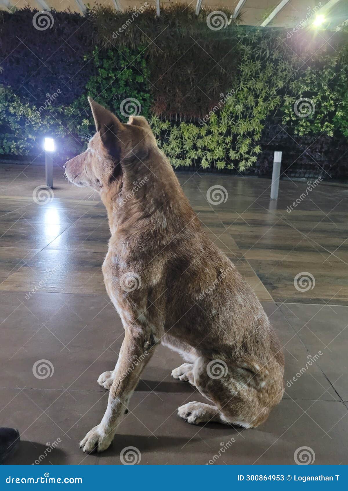Strong Brave Stray Dog Sitting Pose Stock Image - Image of stray, pose ...
