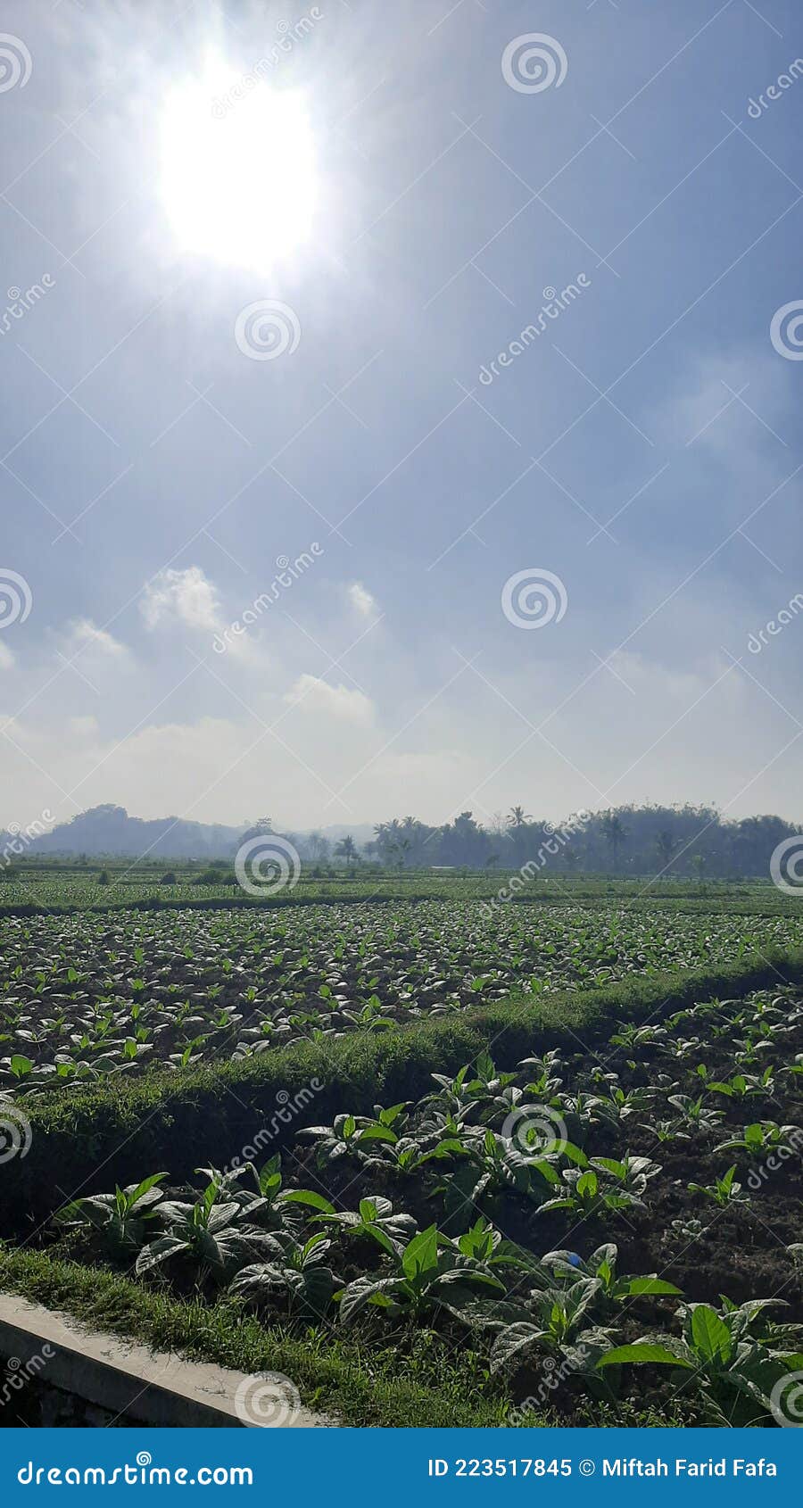 Strong bright sunshine stock image. Image of waterfall - 223517845