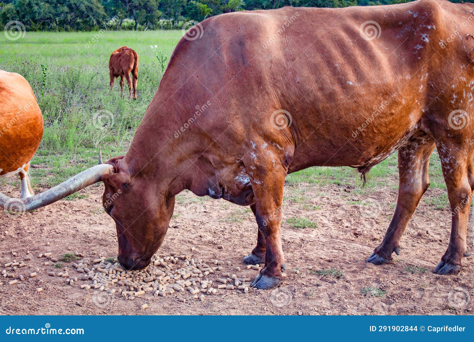 A Strong Brown Texas Bull Eats Pellets of the Ground Stock Photo ...