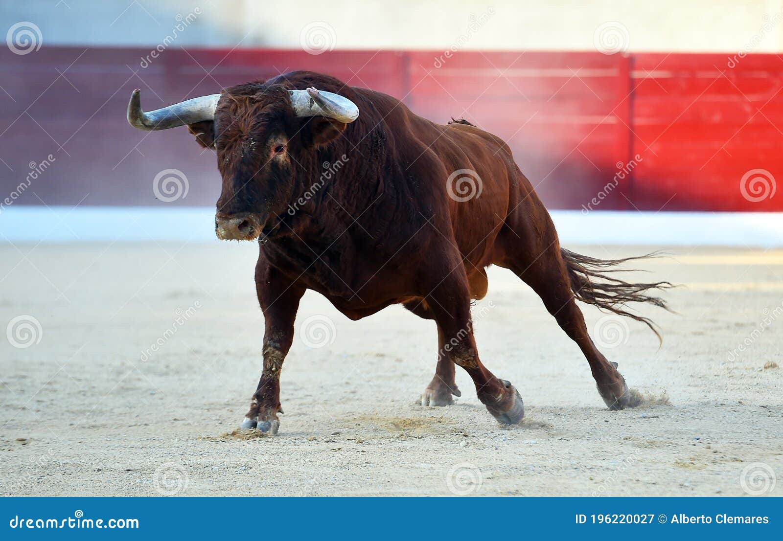 A Strong Bull with Big Horns Stock Image - Image of brave, powerful ...