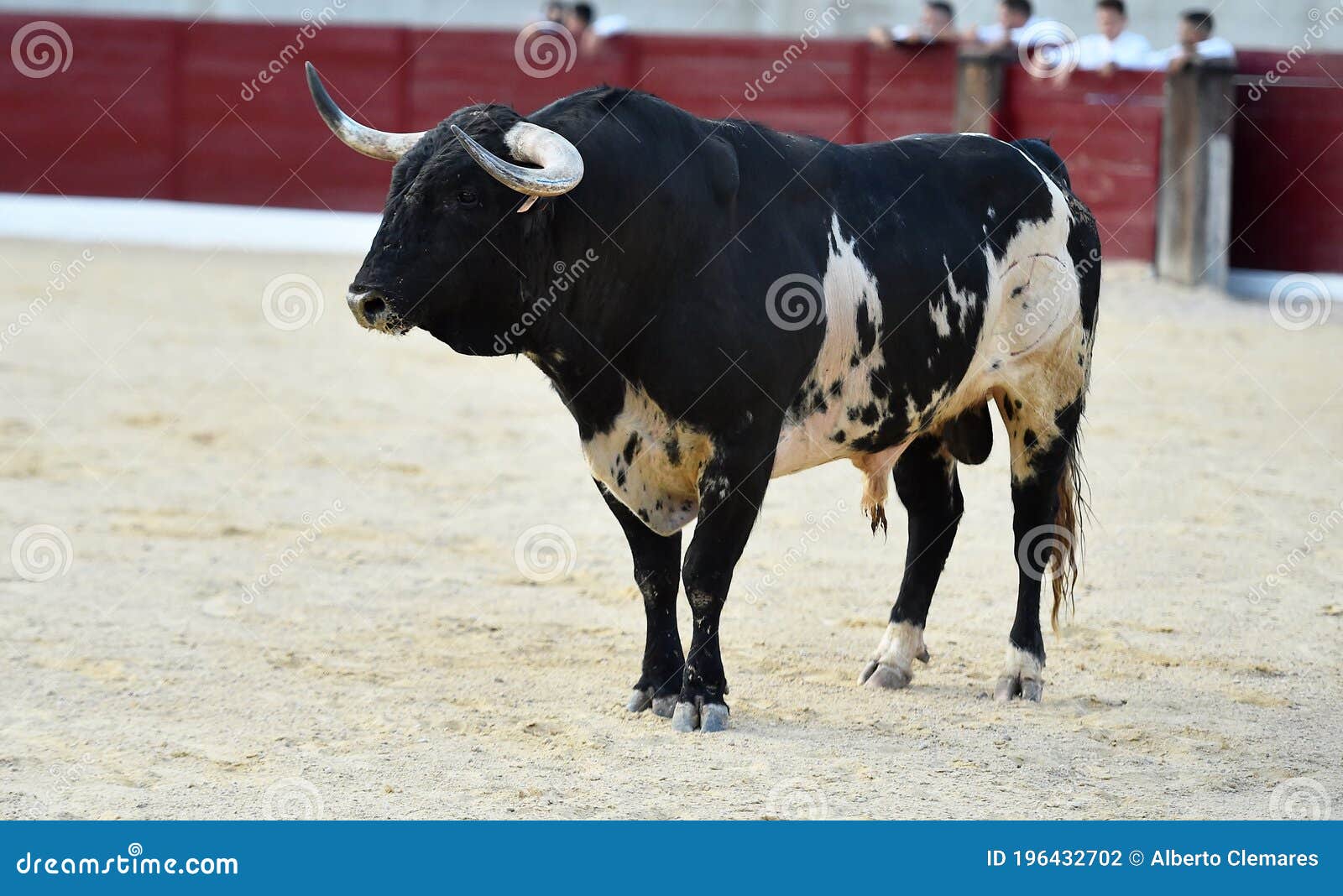 A Strong Bull with Big Horns Stock Photo - Image of fierce, show: 196432702