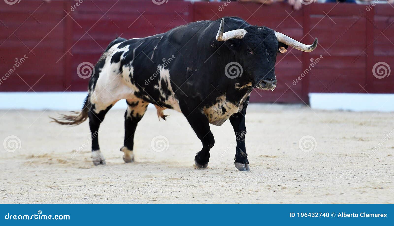 A Strong Bull with Big Horns Editorial Image - Image of emotion, fierce ...