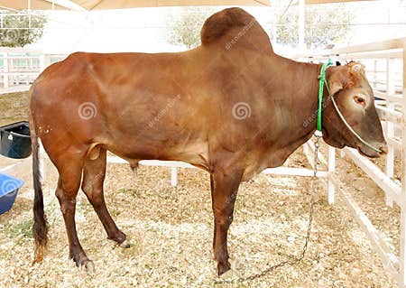 A Strong Bull with Big Hump Stock Image - Image of hooves, hump: 27931389