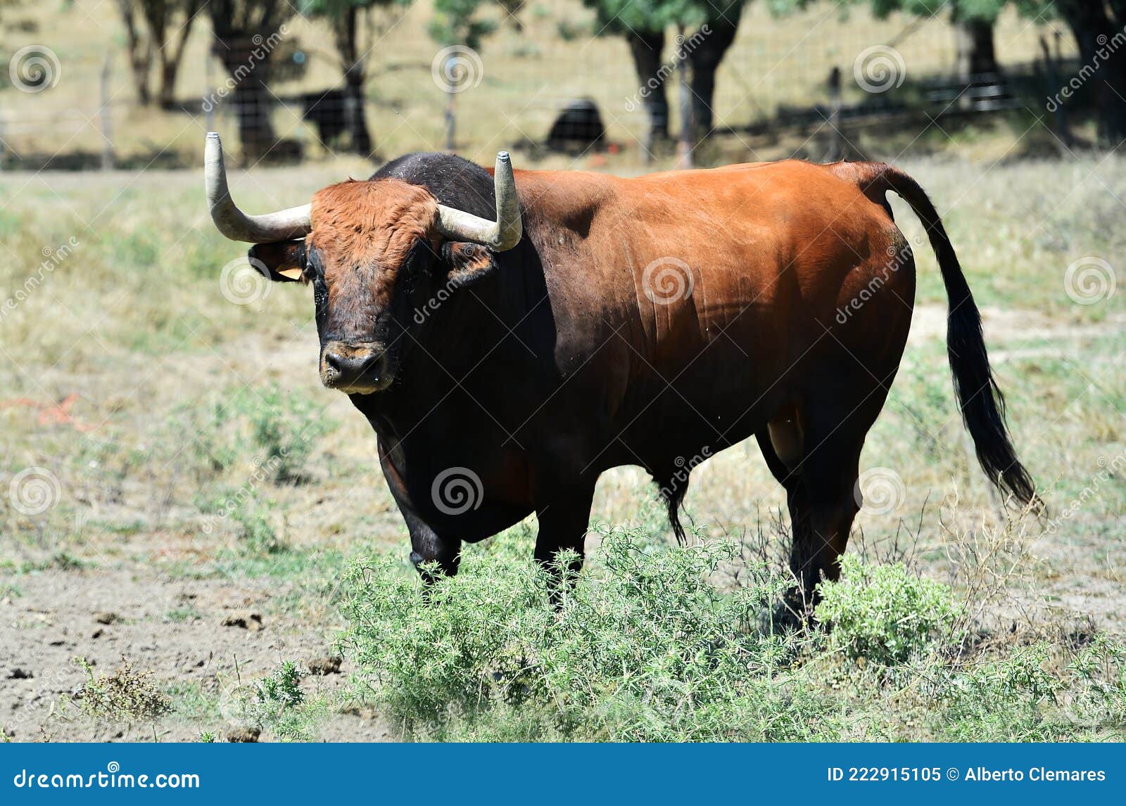 A Strong Bull in the Spanish Cattle Raising Stock Image - Image of ...