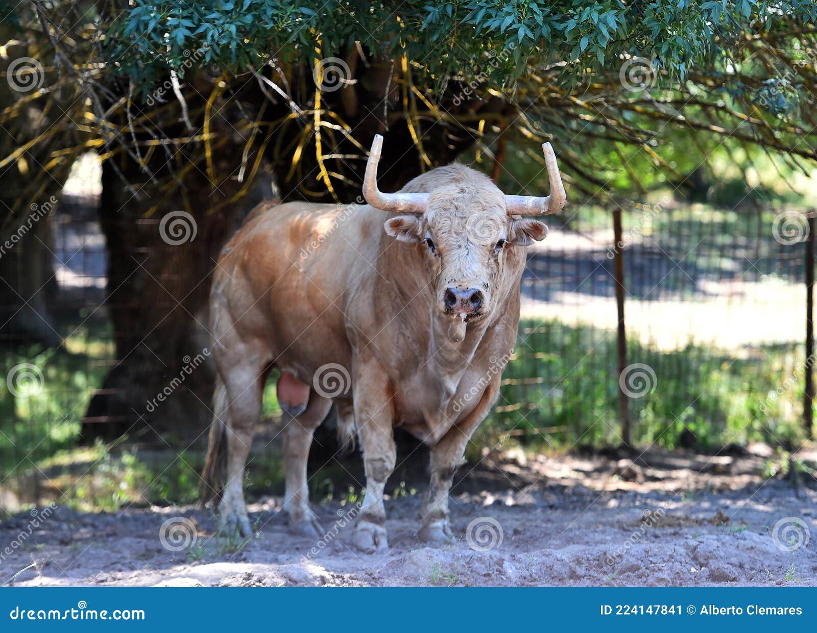 A Strong Bull in the Spanish Cattle Raising Stock Image - Image of ...