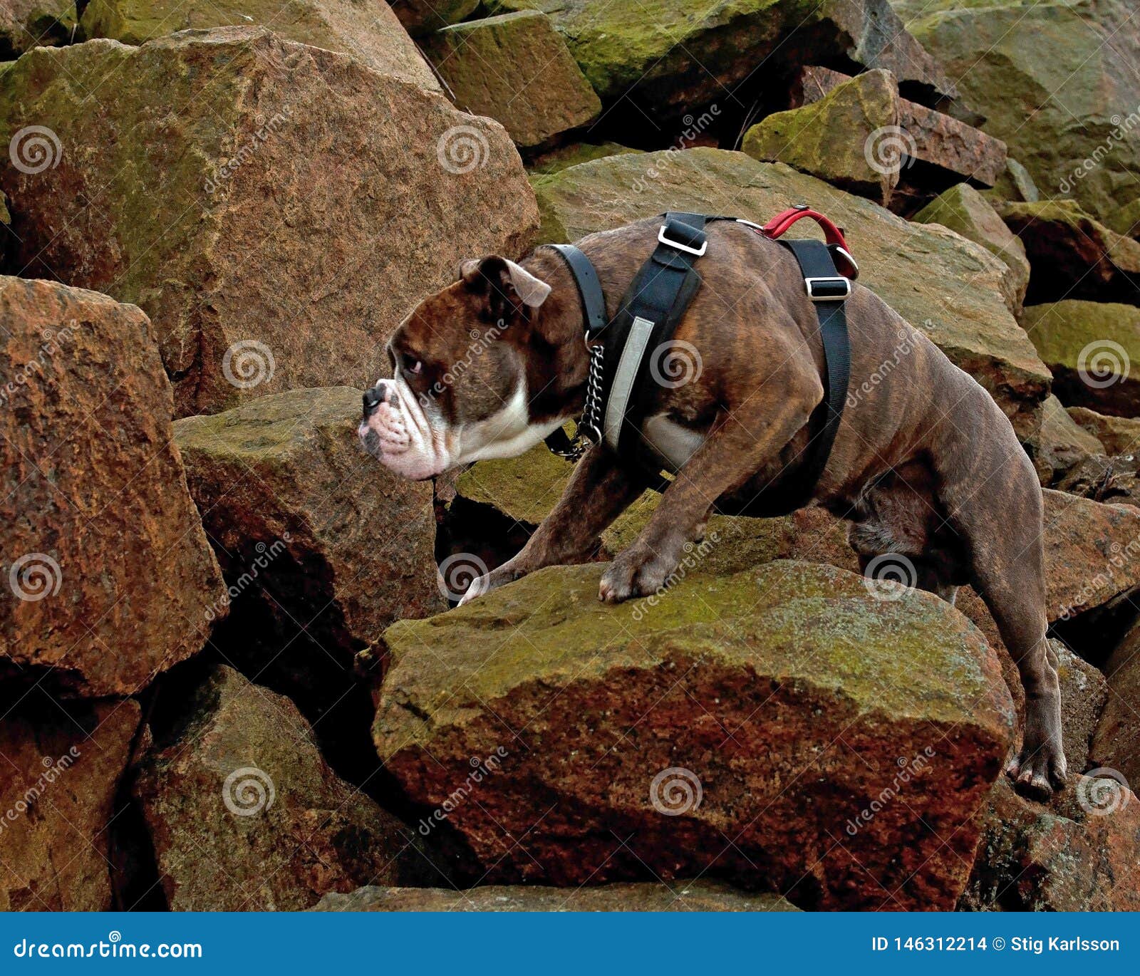 A Strong Bulldog at Strong Rock Stock Photo - Image of look, leer ...