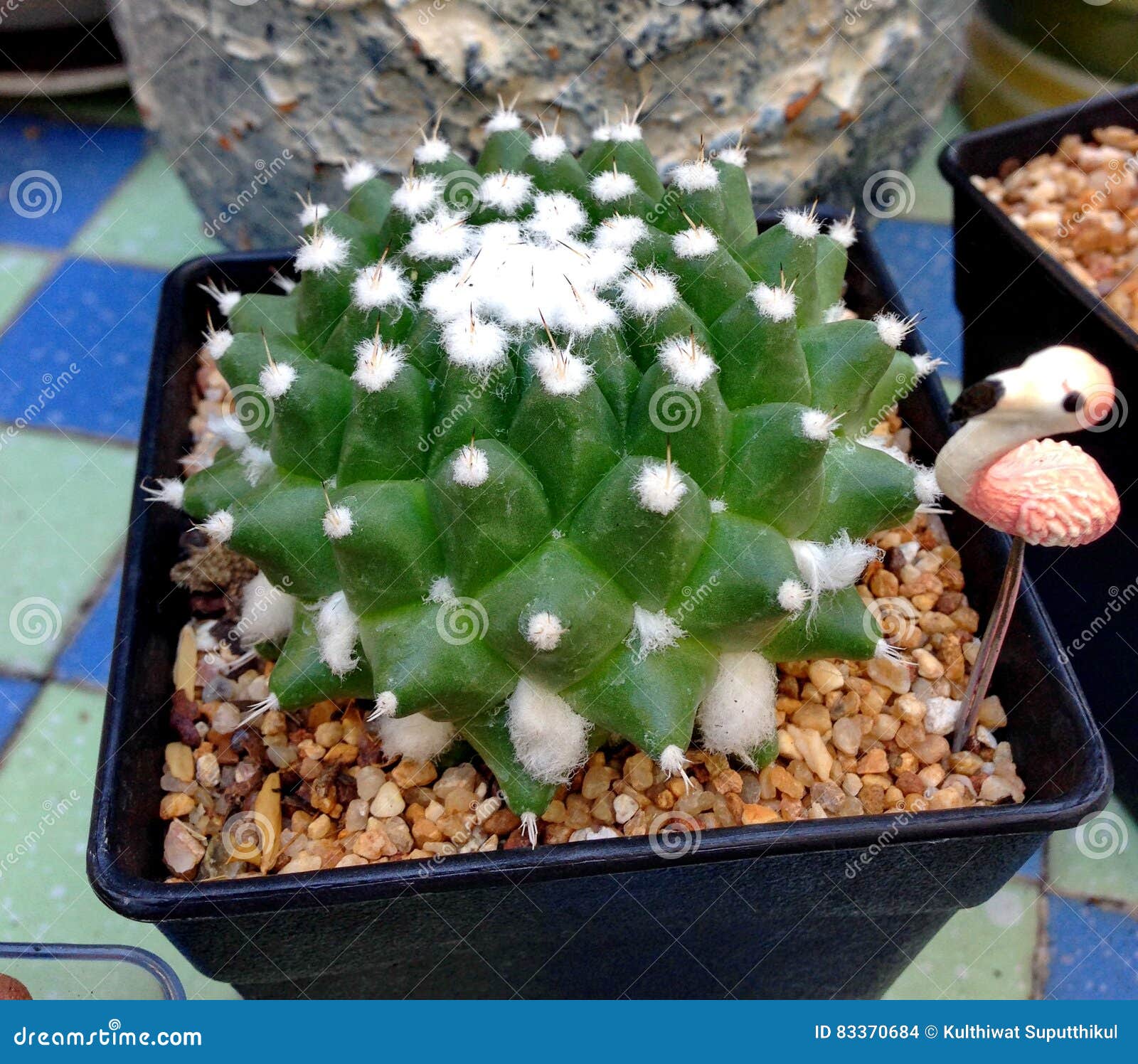 Strong cactus stock photo. Image of spines, succulent - 83370684