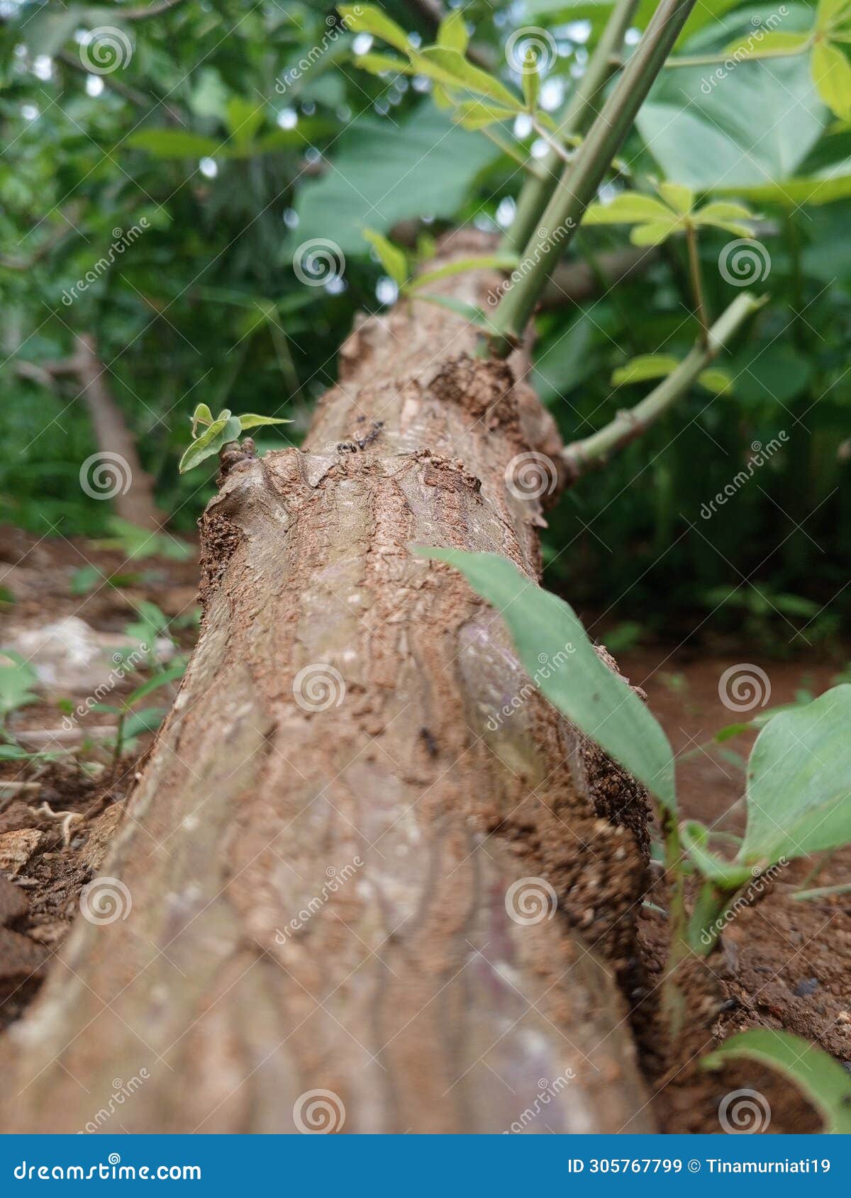 Strong Cassava tree stock image. Image of plant, cassava - 305767799