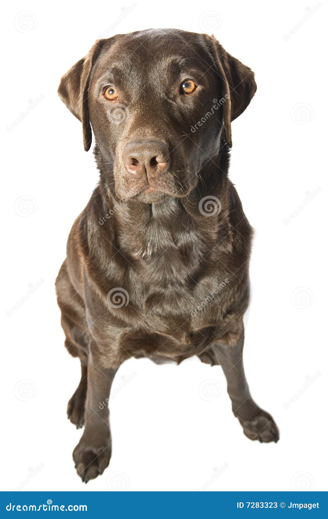 Strong Choccy Lab stock image. Image of canine, strong - 7283323