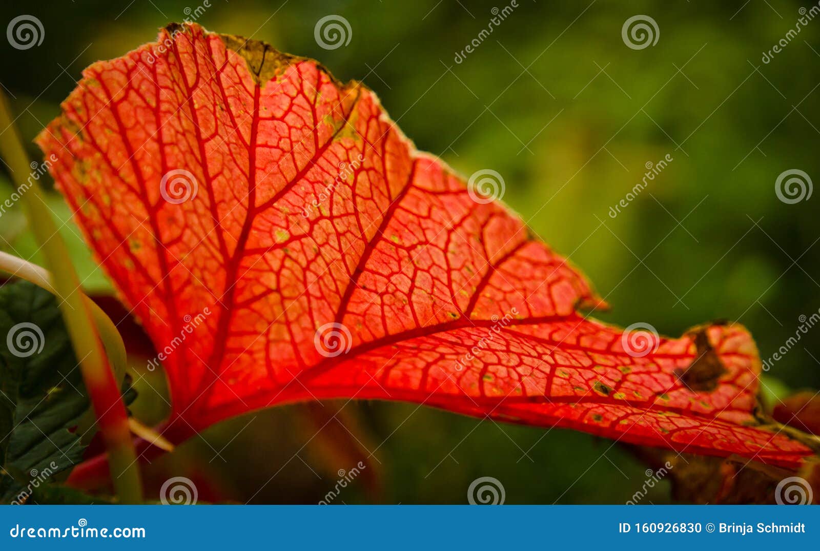 A Strong Coloured Maple Leaf in the Sun of Autumn Stock Photo - Image ...