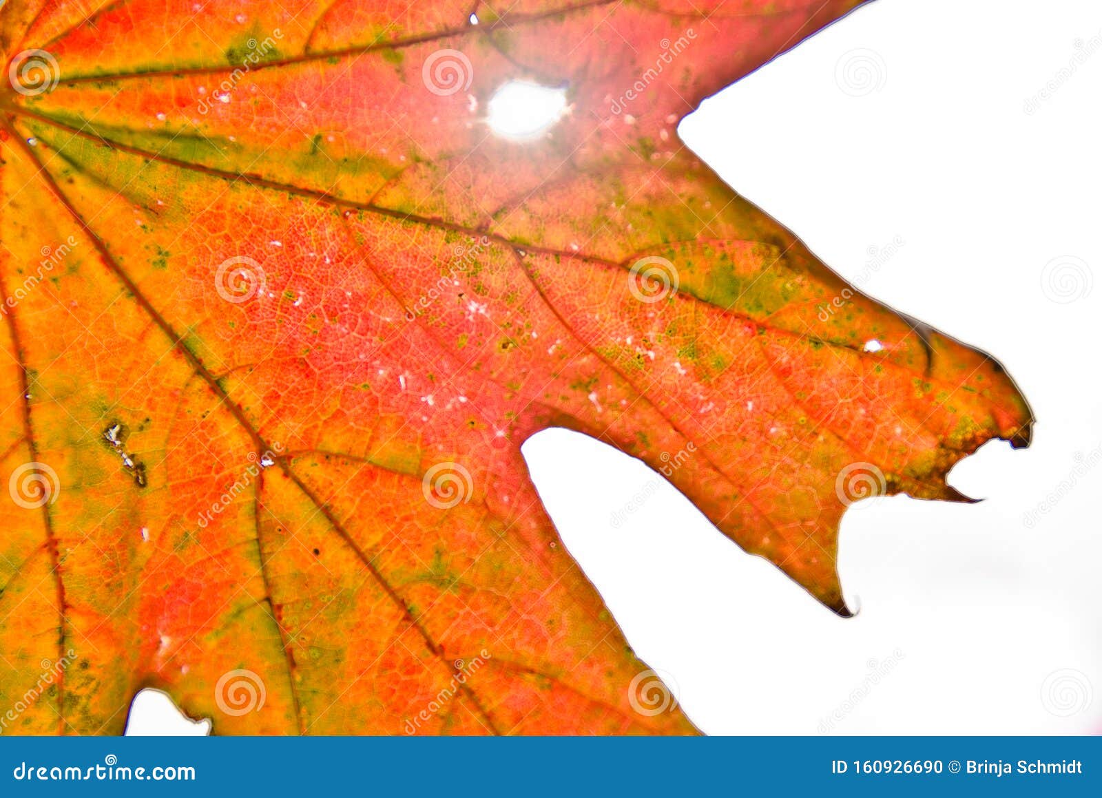 A Strong Coloured Maple Leaf in the Sun of Autumn Stock Photo - Image ...