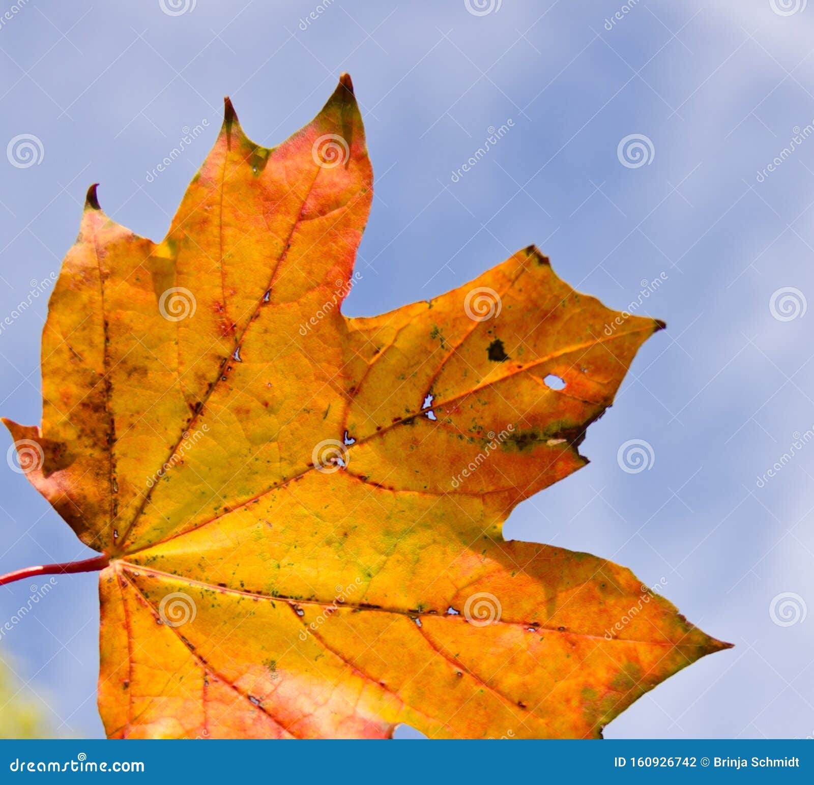 A Strong Coloured Maple Leaf in the Sun of Autumn Stock Photo - Image ...